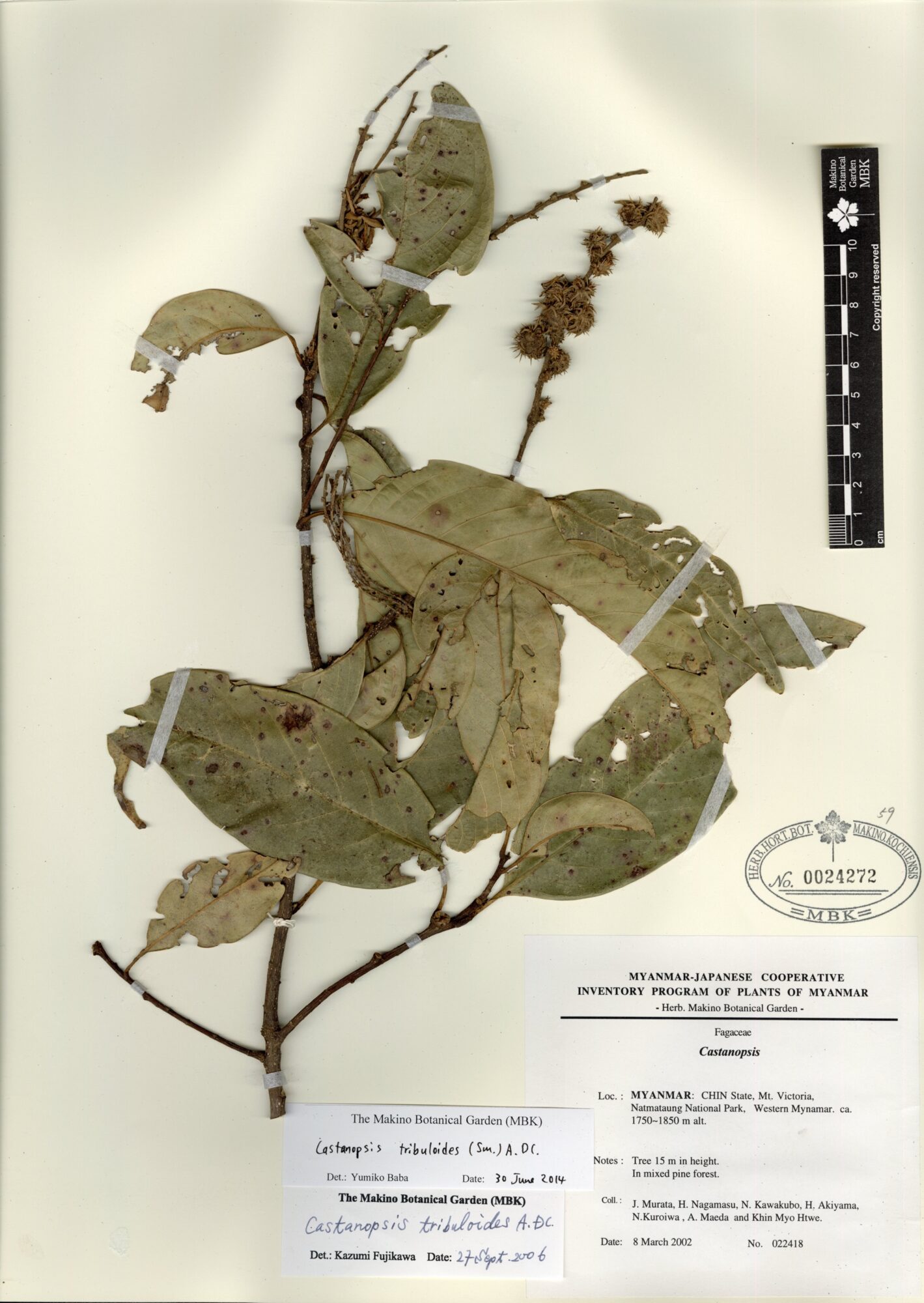 Castanopsis tribuloides (Sm.) A. DC. | Myanmar Vascular Plants Database