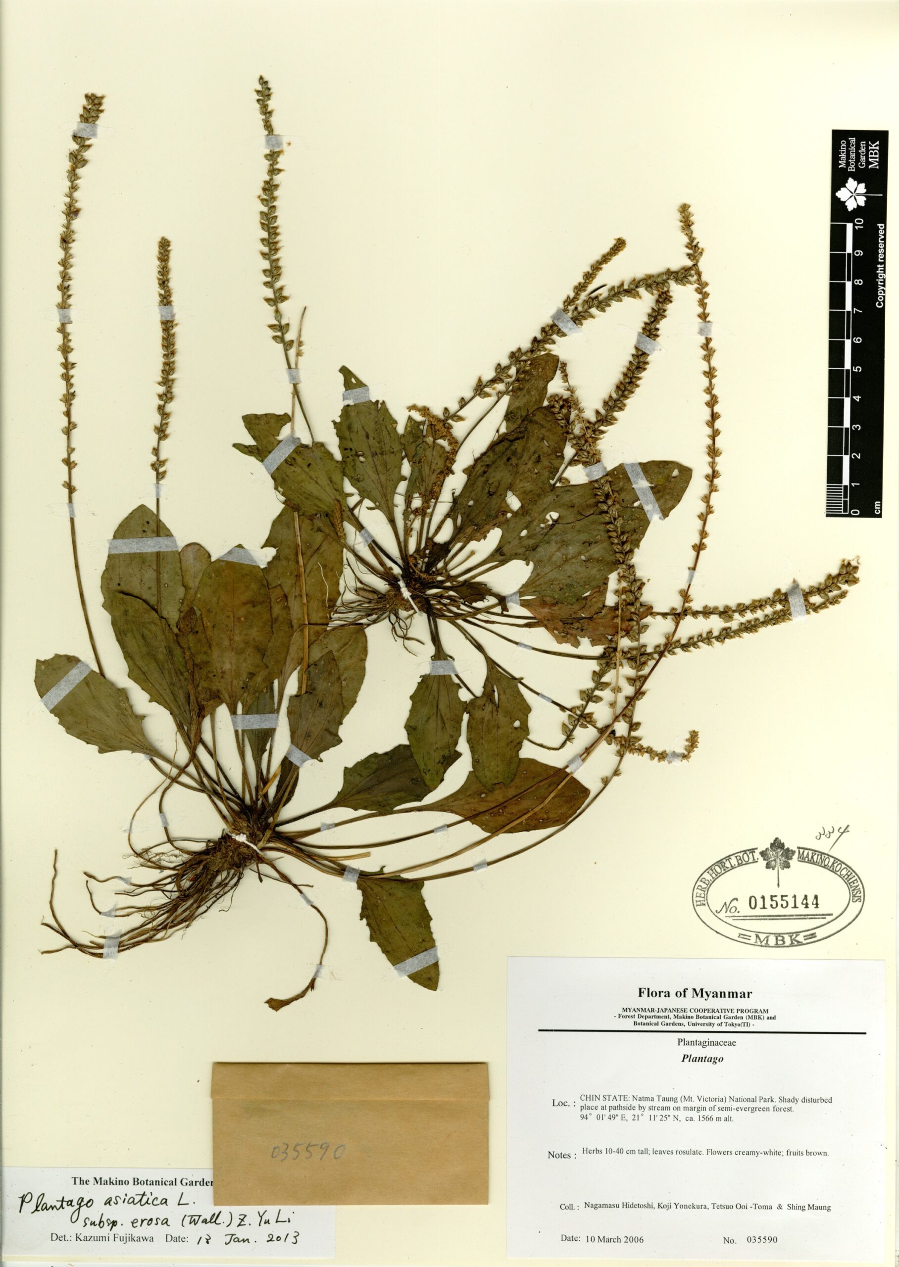 Plantago asiatica L. ssp. erosa (Wall.) Z. Yu Li | Myanmar Vascular ...