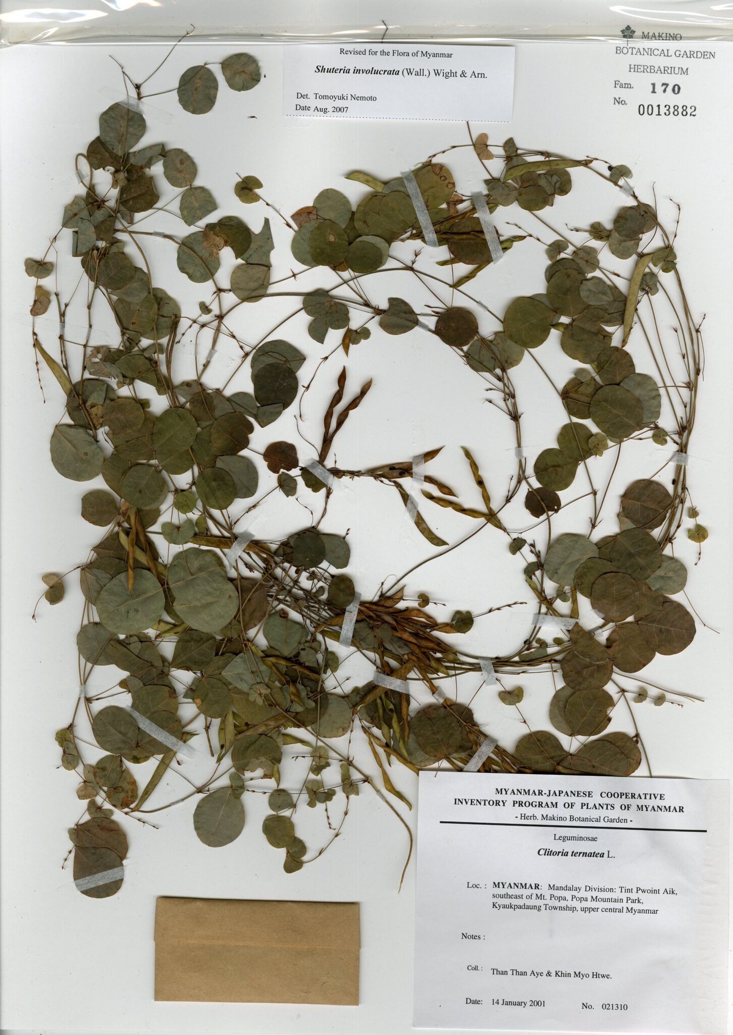 Shuteria suffulta Benth. | Myanmar Vascular Plants Database
