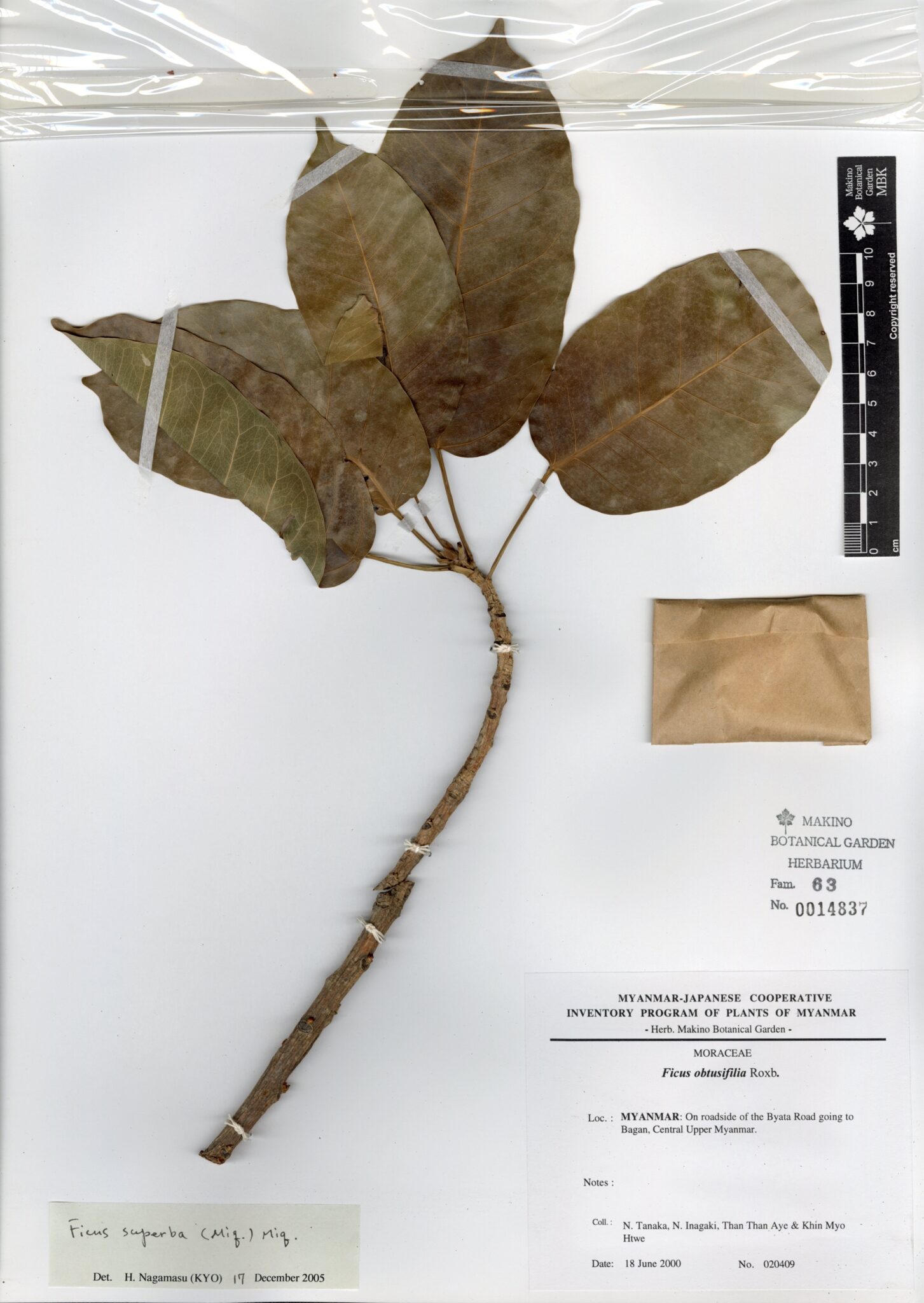 Ficus superba (Miq.) Miq. | Myanmar Vascular Plants Database