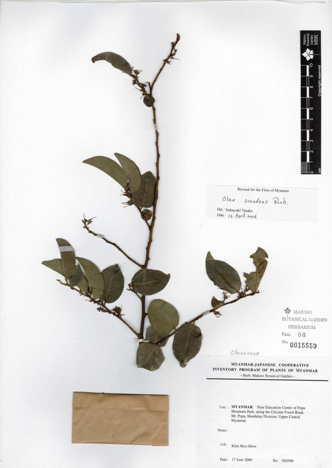 Olax scandens Roxb. | Myanmar Vascular Plants Database
