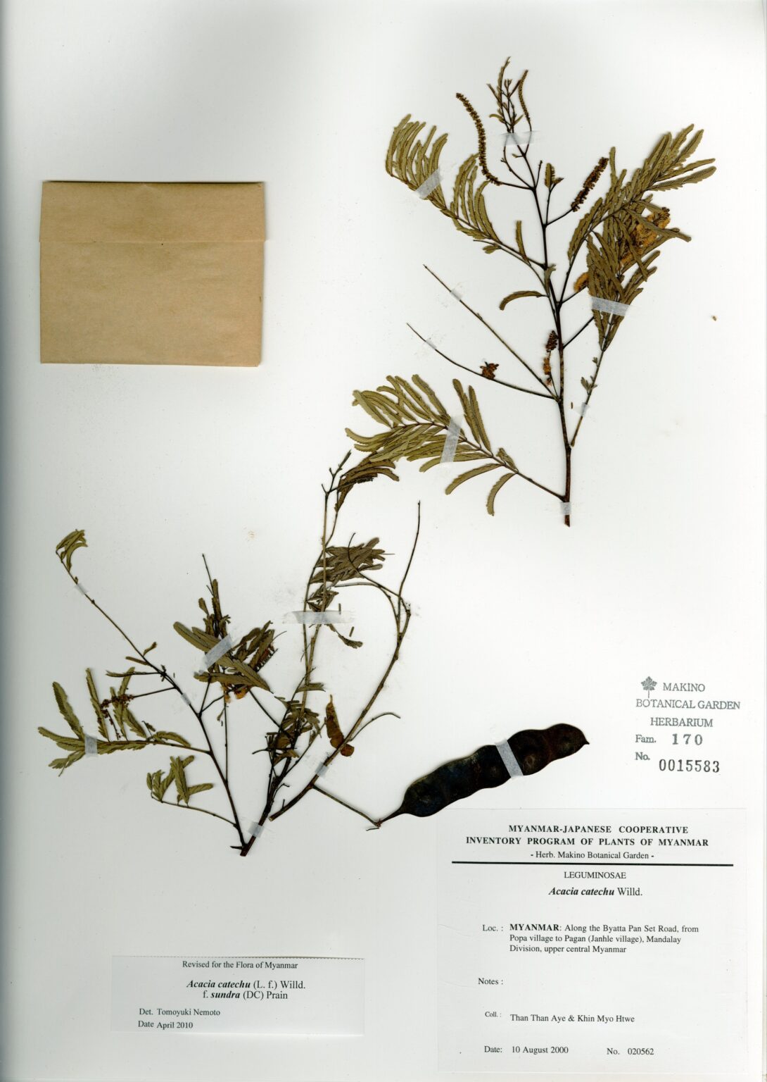 Acacia catechu (L. f.) Willd. | Myanmar Vascular Plants Database
