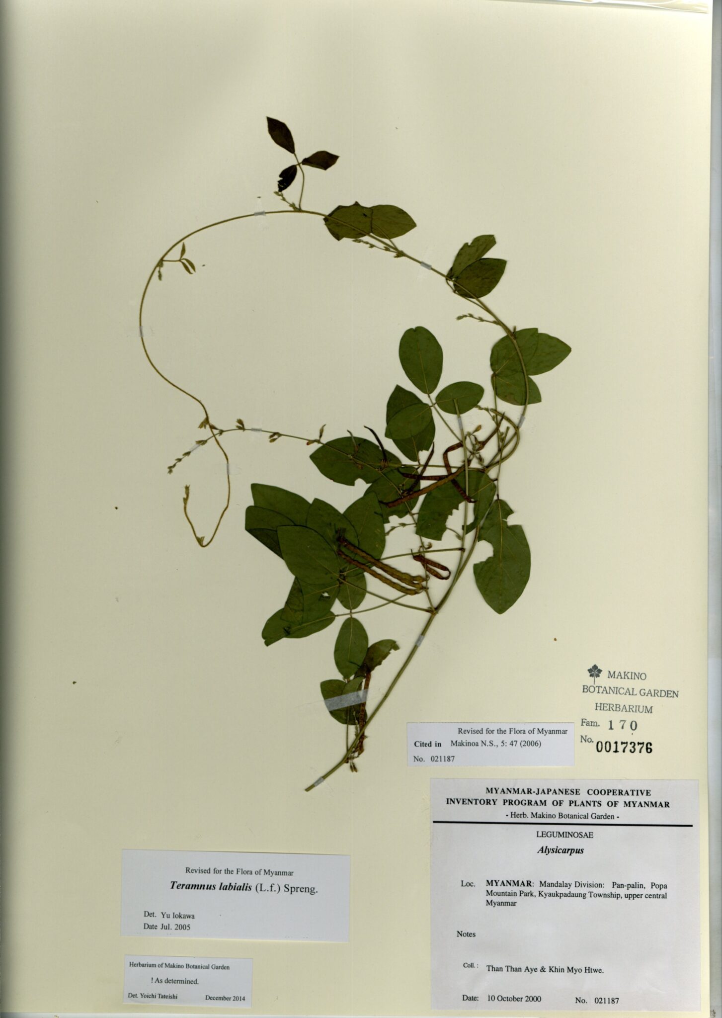 Teramnus labialis (L. f.) Spreng. | Myanmar Vascular Plants Database