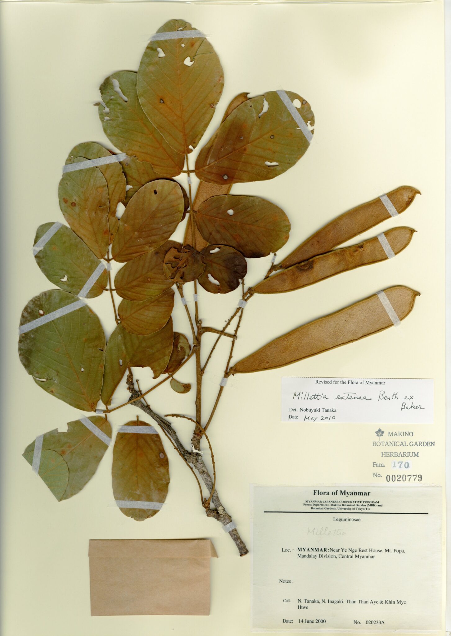 Millettia extensa Benth. ex Baker | Myanmar Vascular Plants Database