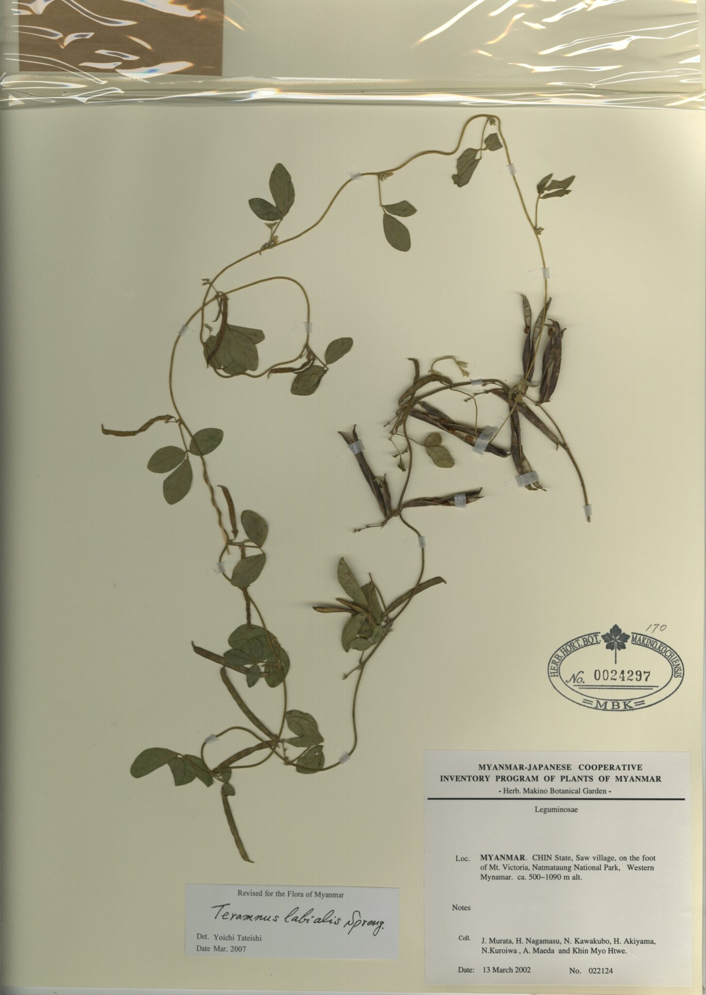 Teramnus labialis (L. f.) Spreng. | Myanmar Vascular Plants Database