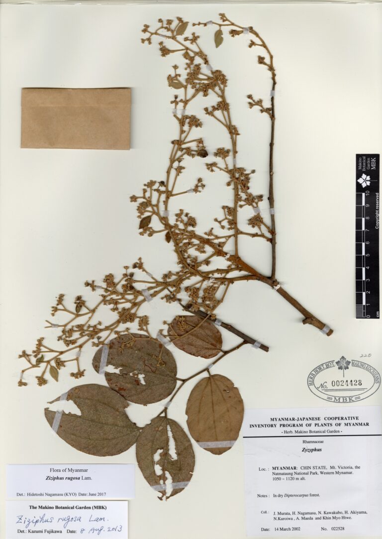 Ziziphus rugosa Lam. | Myanmar Vascular Plants Database