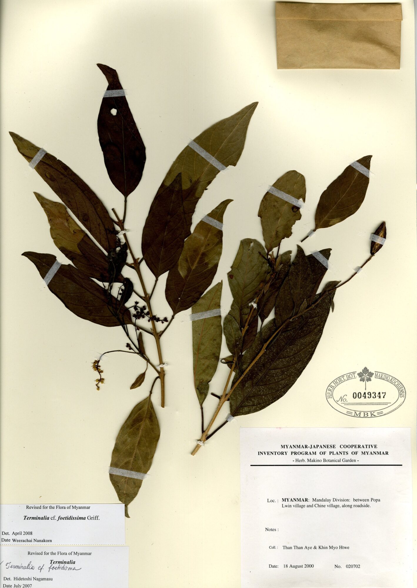Terminalia cf. foetidissima Griff. | Myanmar Vascular Plants Database