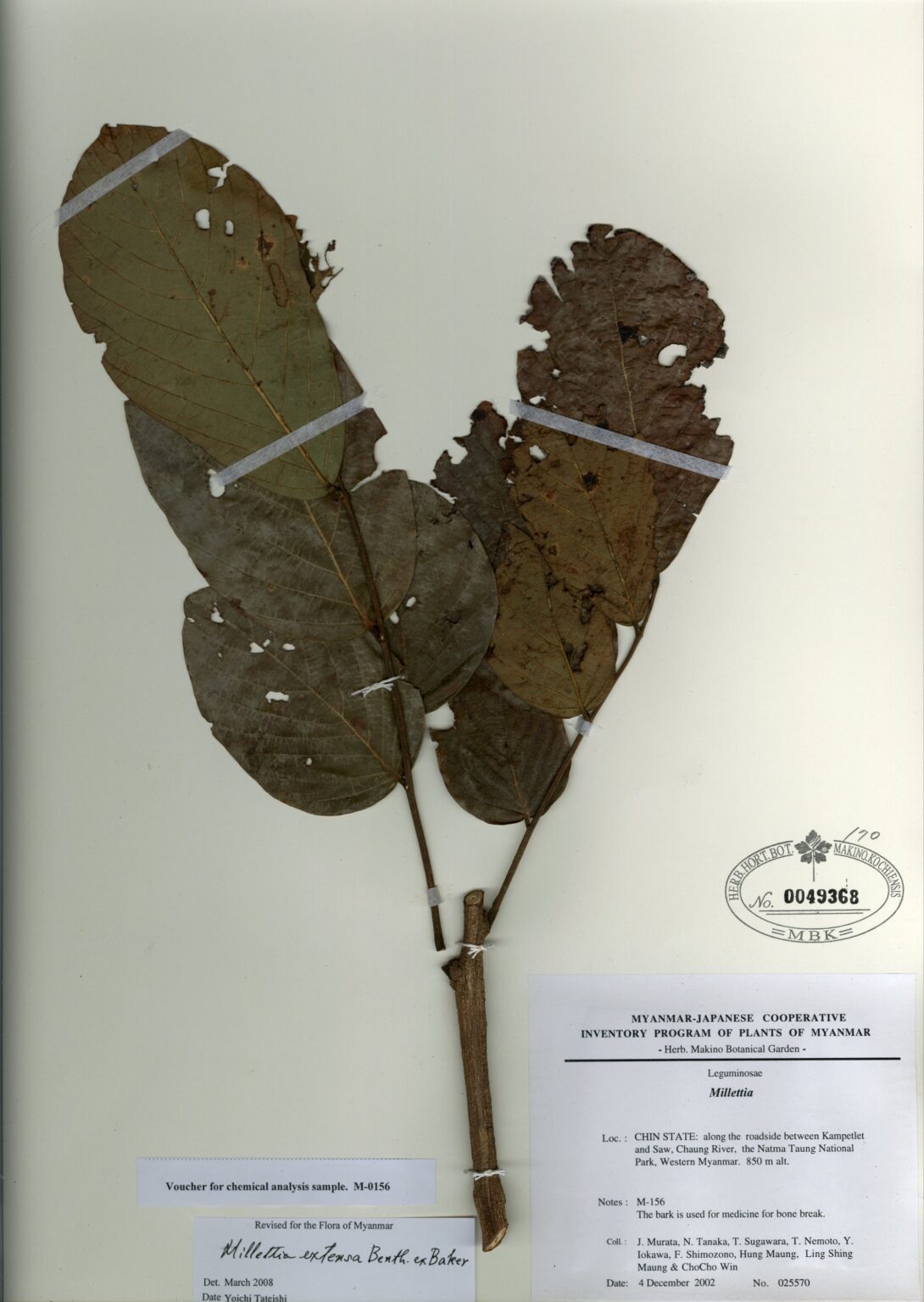 Millettia extensa Benth. ex Baker | Myanmar Vascular Plants Database