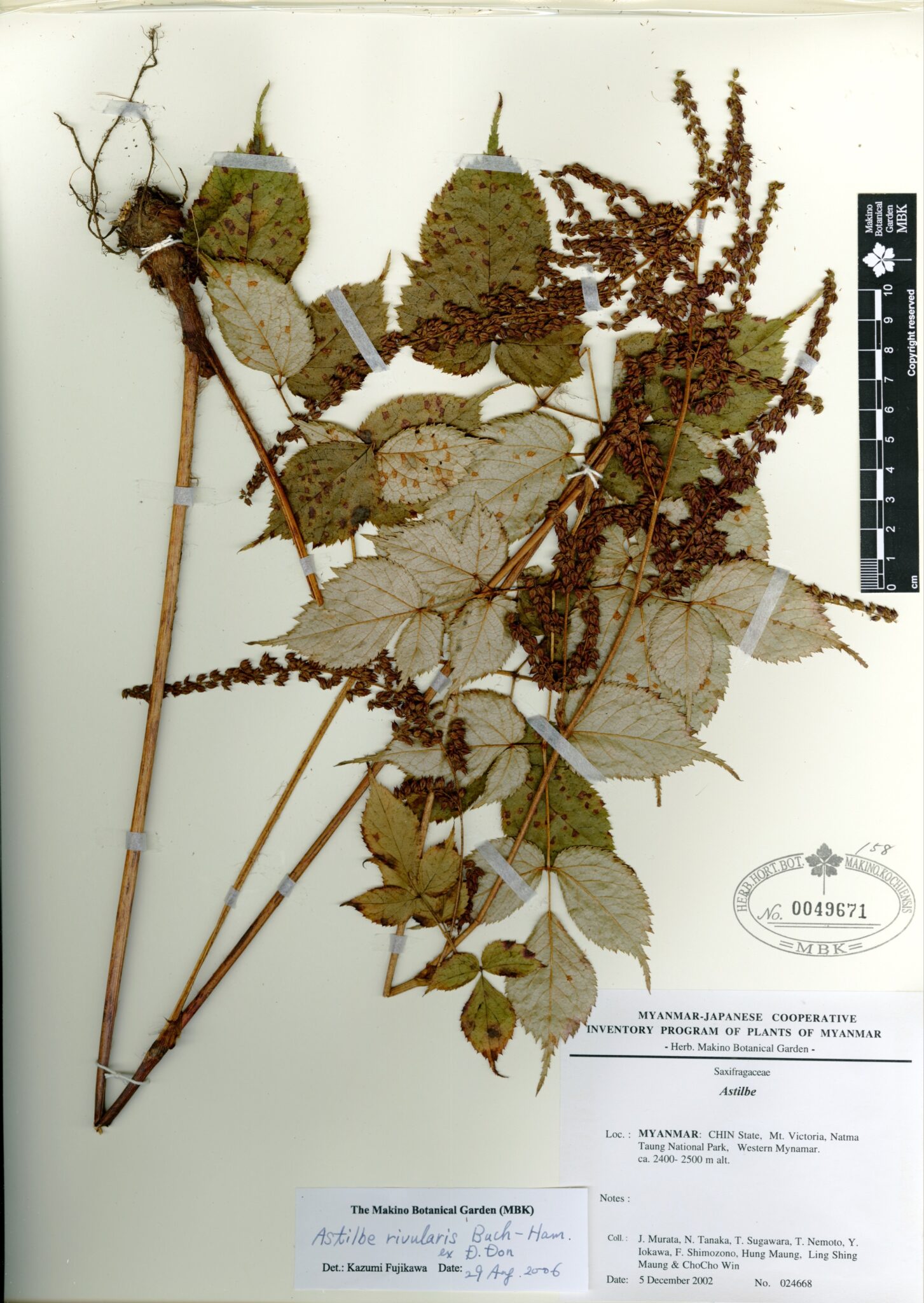 Astilbe rivularis Buch.-Ham. ex D. Don | Myanmar Vascular Plants Database