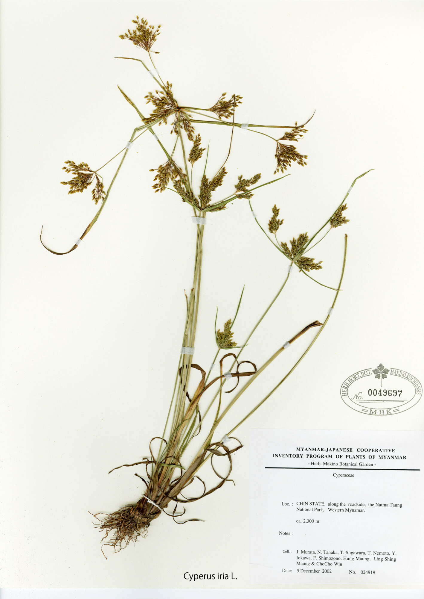 Cyperus iria L. | Myanmar Vascular Plants Database