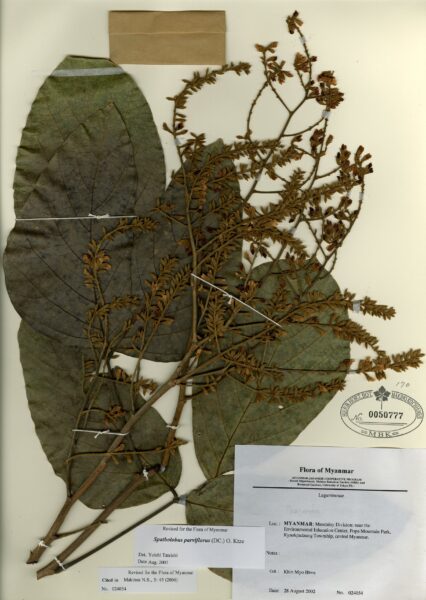 Spatholobus parviflorus (DC.) O. Ktze | Myanmar Vascular Plants Database