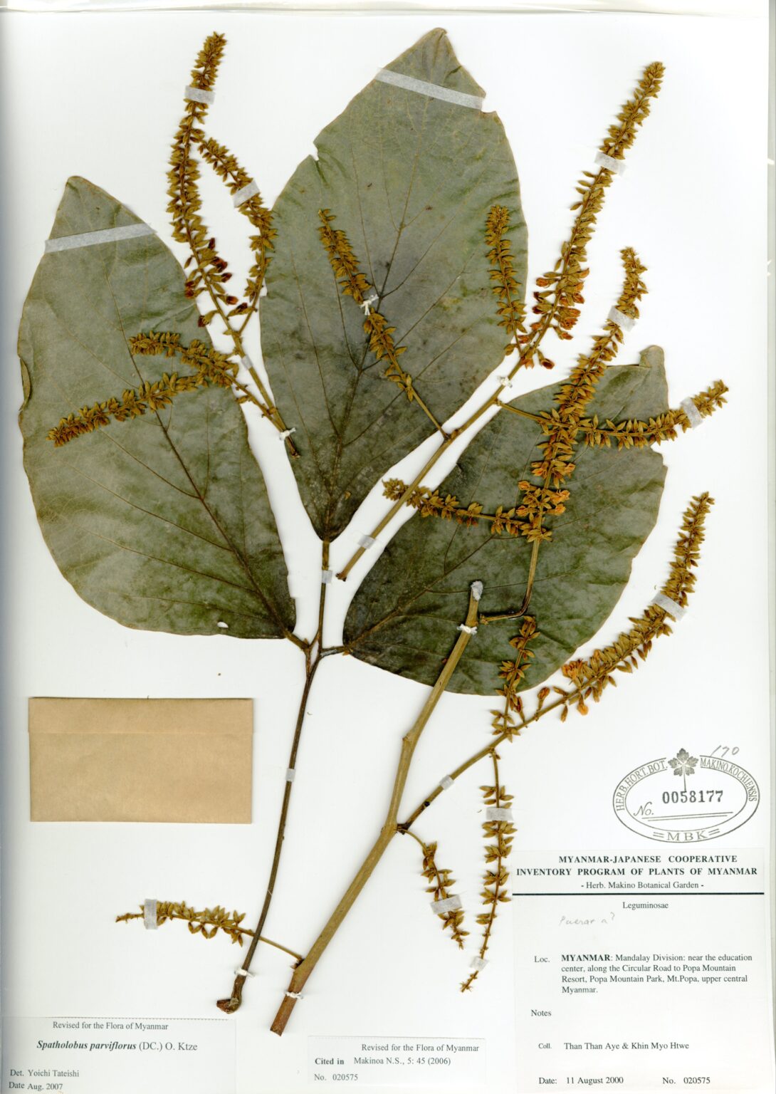 Spatholobus parviflorus (DC.) O. Ktze | Myanmar Vascular Plants Database