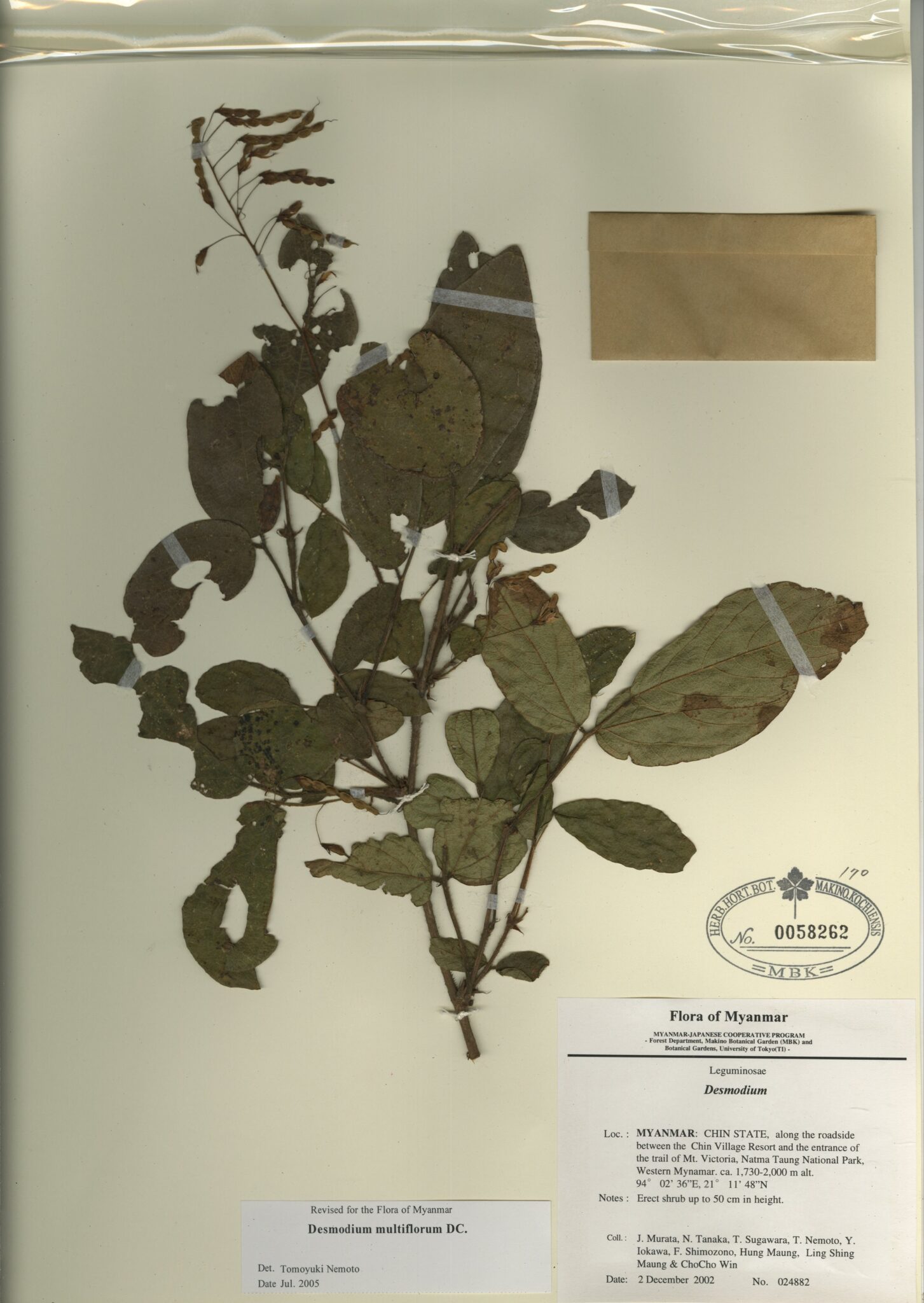 Ototropis multiflora (DC.) H.Ohashi & K.Ohashi | Myanmar Vascular ...