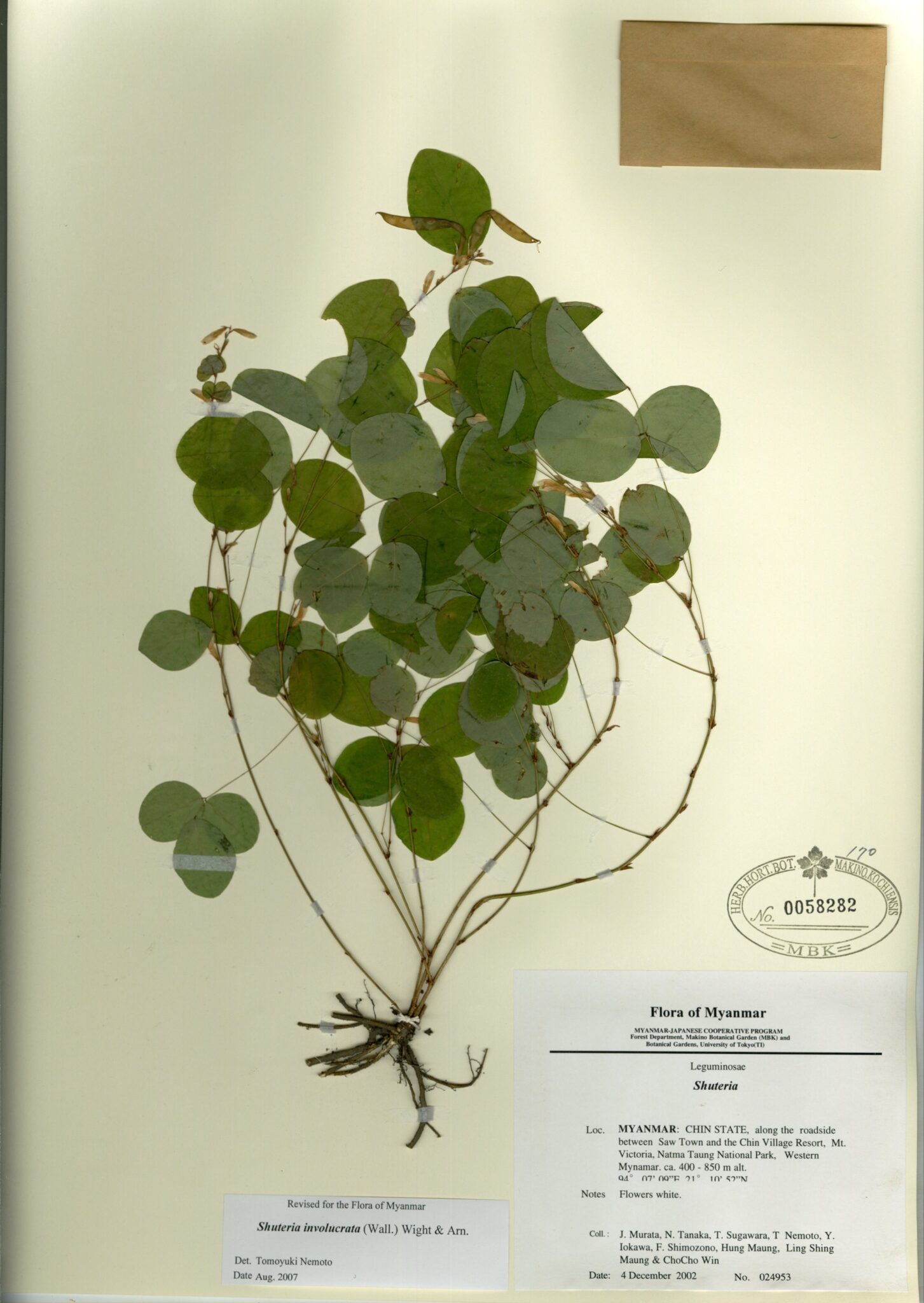 Shuteria suffulta Benth. | Myanmar Vascular Plants Database