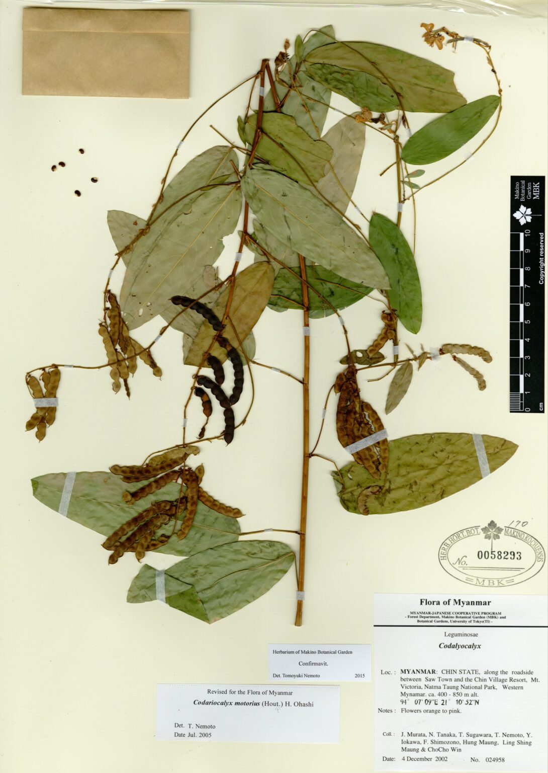 Codariocalyx motorius (Houtt.) H. Ohashi | Myanmar Vascular Plants Database