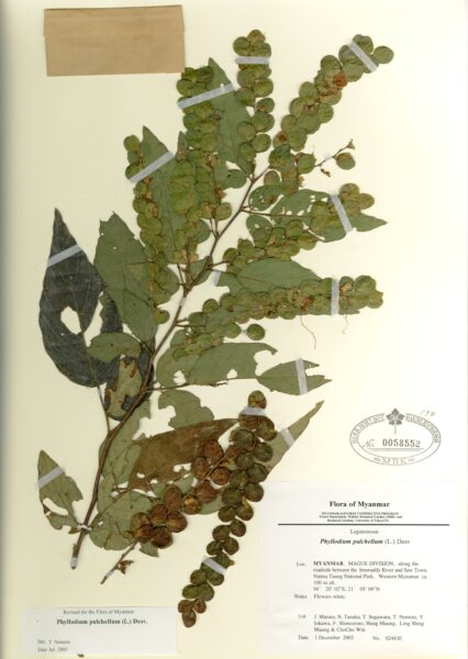 Phyllodium pulchellum (L.) Desv. | Myanmar Vascular Plants Database