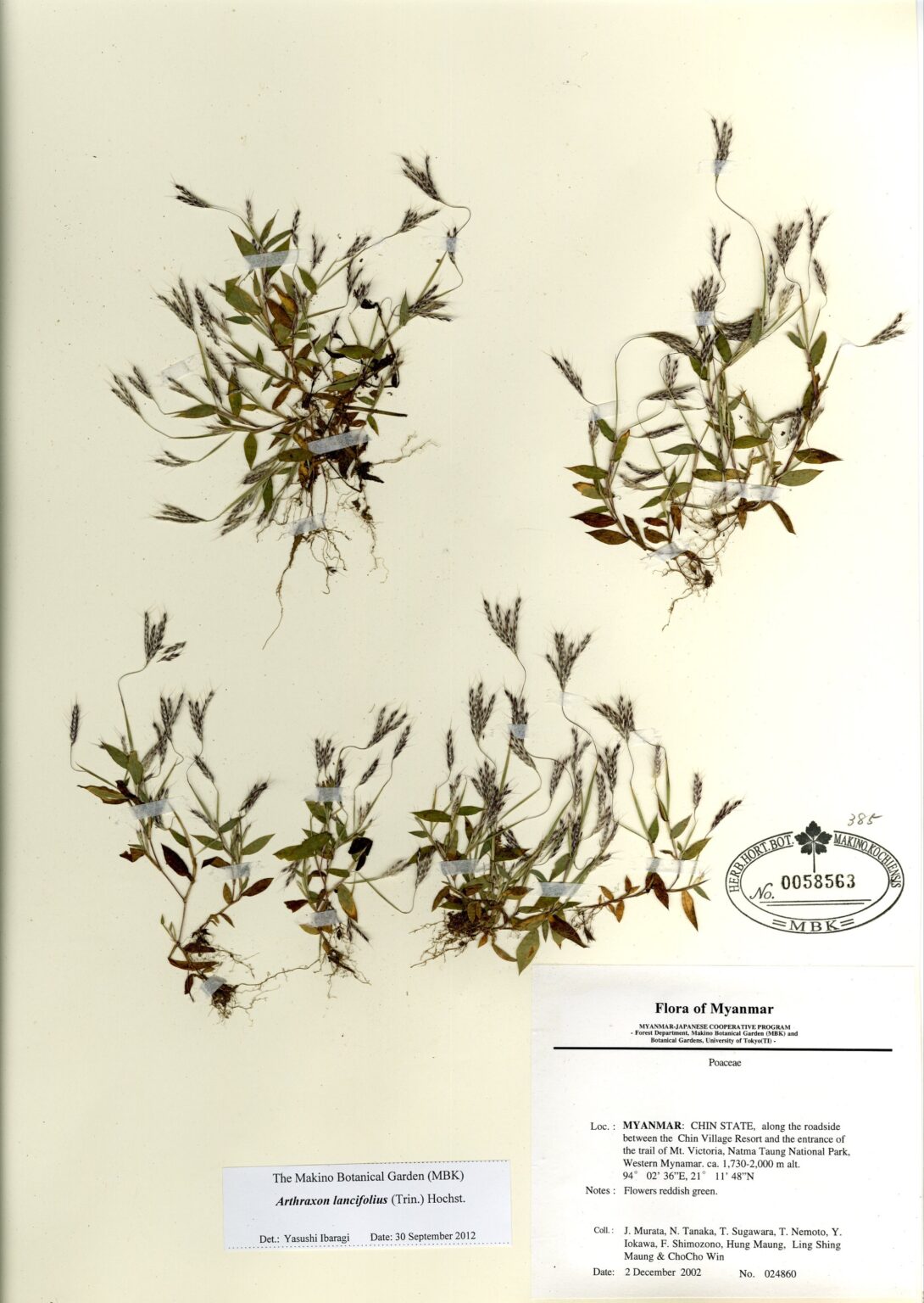 Arthraxon lancifolius (Trin.) Hochst. | Myanmar Vascular Plants Database