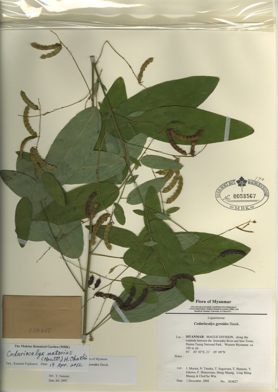 Codariocalyx motorius (Houtt.) H. Ohashi | Myanmar Vascular Plants Database