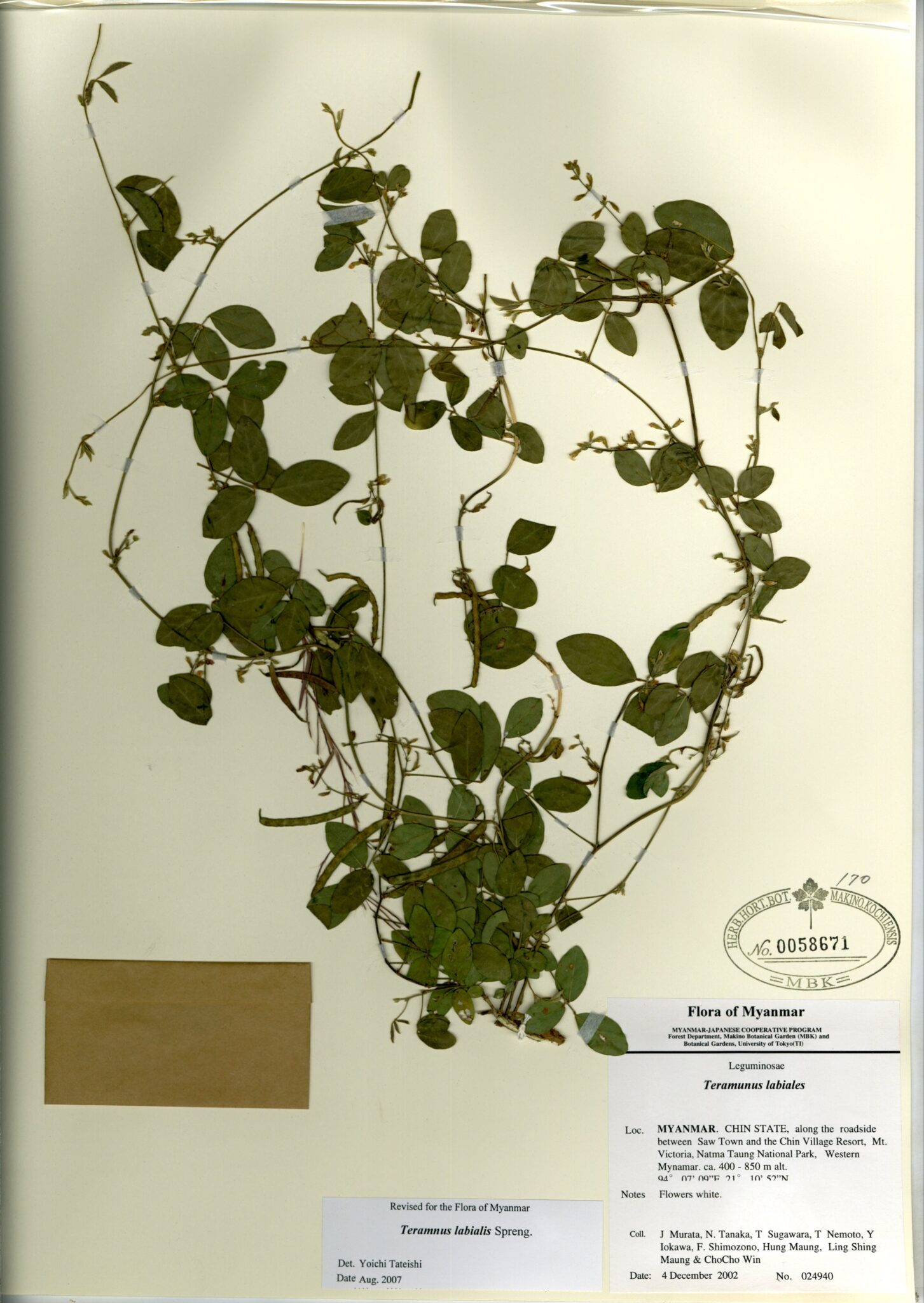 Teramnus labialis (L. f.) Spreng. | Myanmar Vascular Plants Database