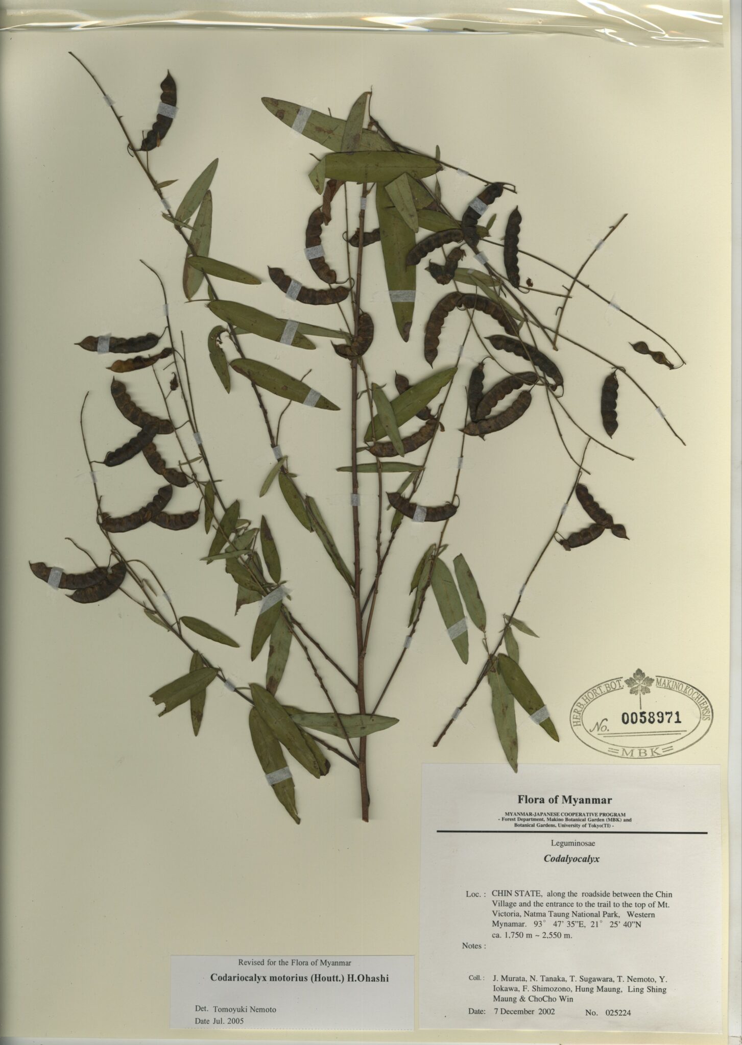 Codariocalyx motorius (Houtt.) H. Ohashi | Myanmar Vascular Plants Database
