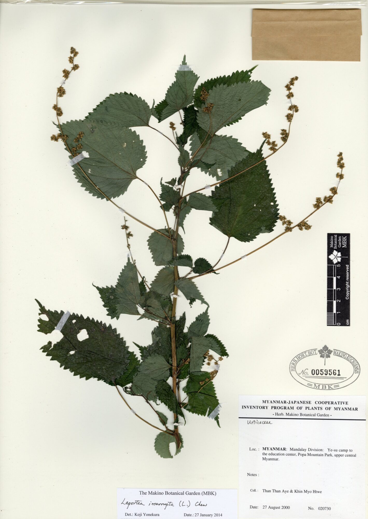 Laportea interrupta (L.) Chew | Myanmar Vascular Plants Database