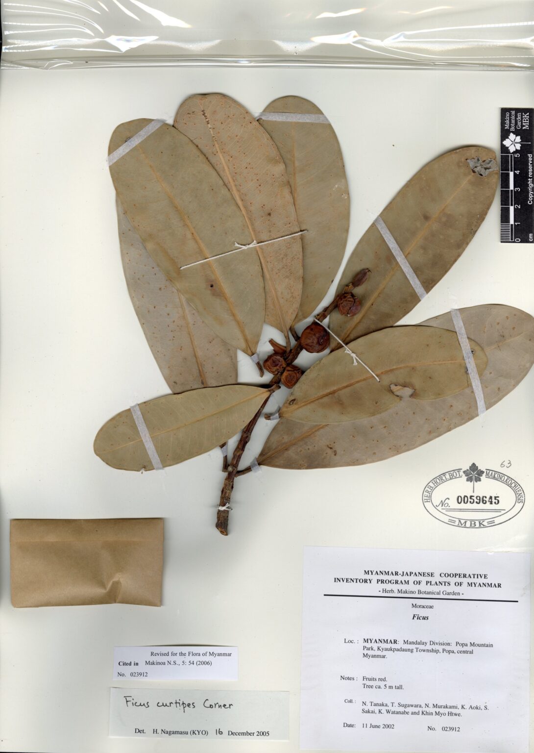 Ficus curtipes Corner | Myanmar Vascular Plants Database