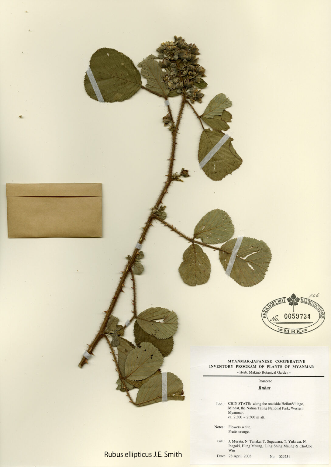 Rubus ellipticus Sm. | Myanmar Vascular Plants Database