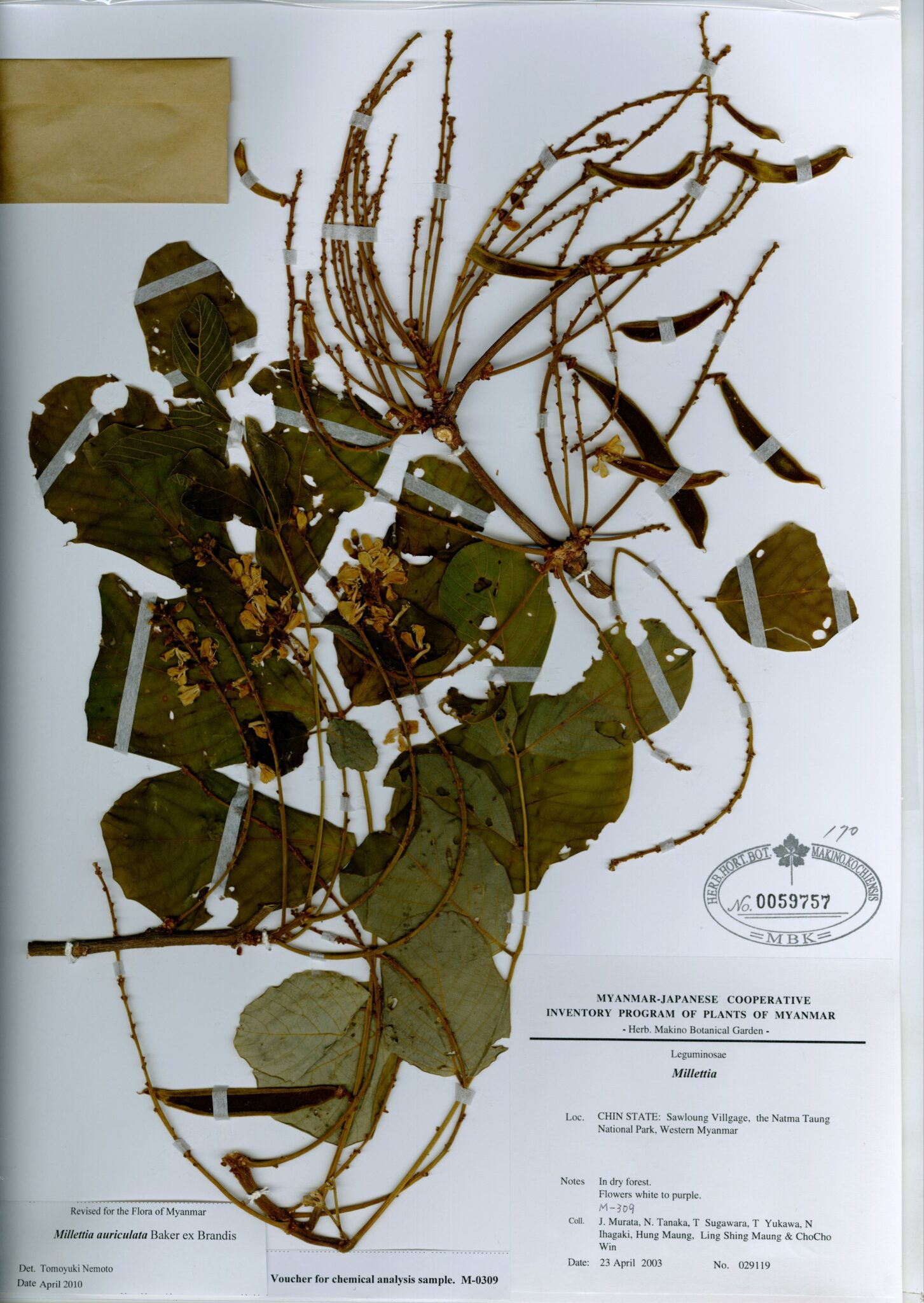 Millettia extensa Benth. ex Baker | Myanmar Vascular Plants Database