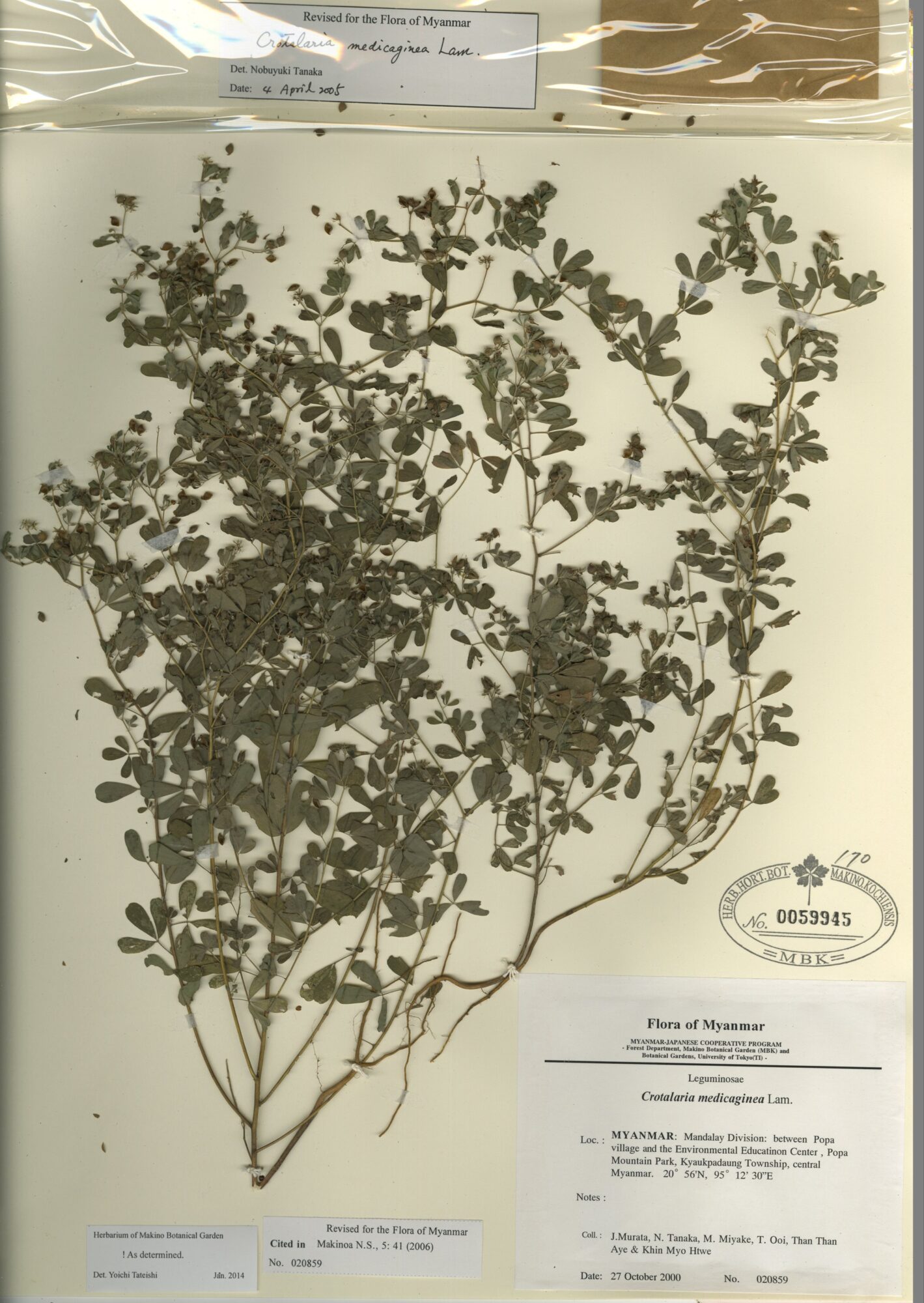 Crotalaria medicaginea Lam. | Myanmar Vascular Plants Database