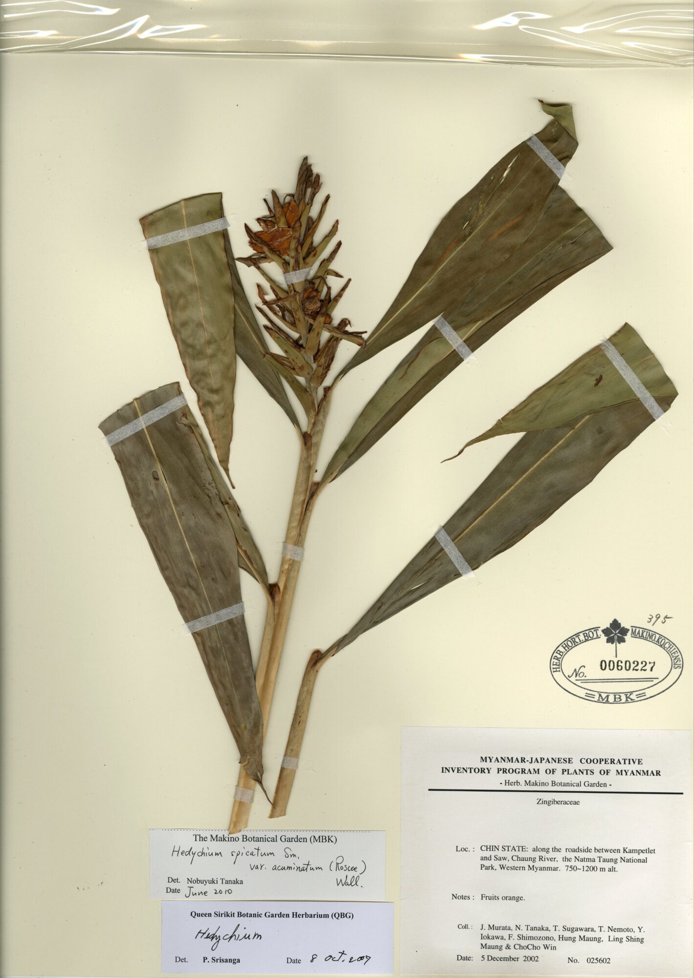 Hedychium sp. | Myanmar Vascular Plants Database