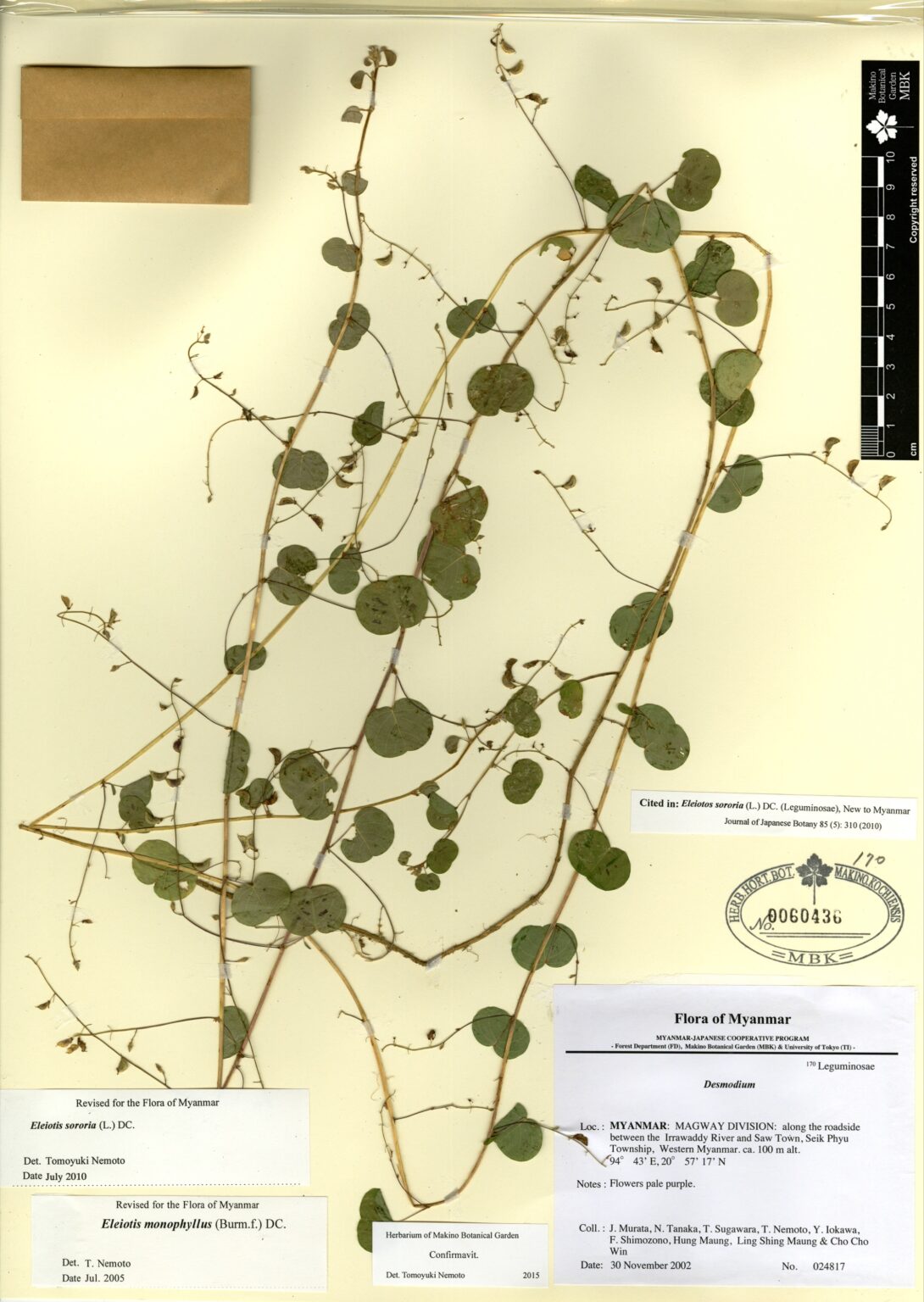 Eleiotis sororia (L.) DC. | Myanmar Vascular Plants Database