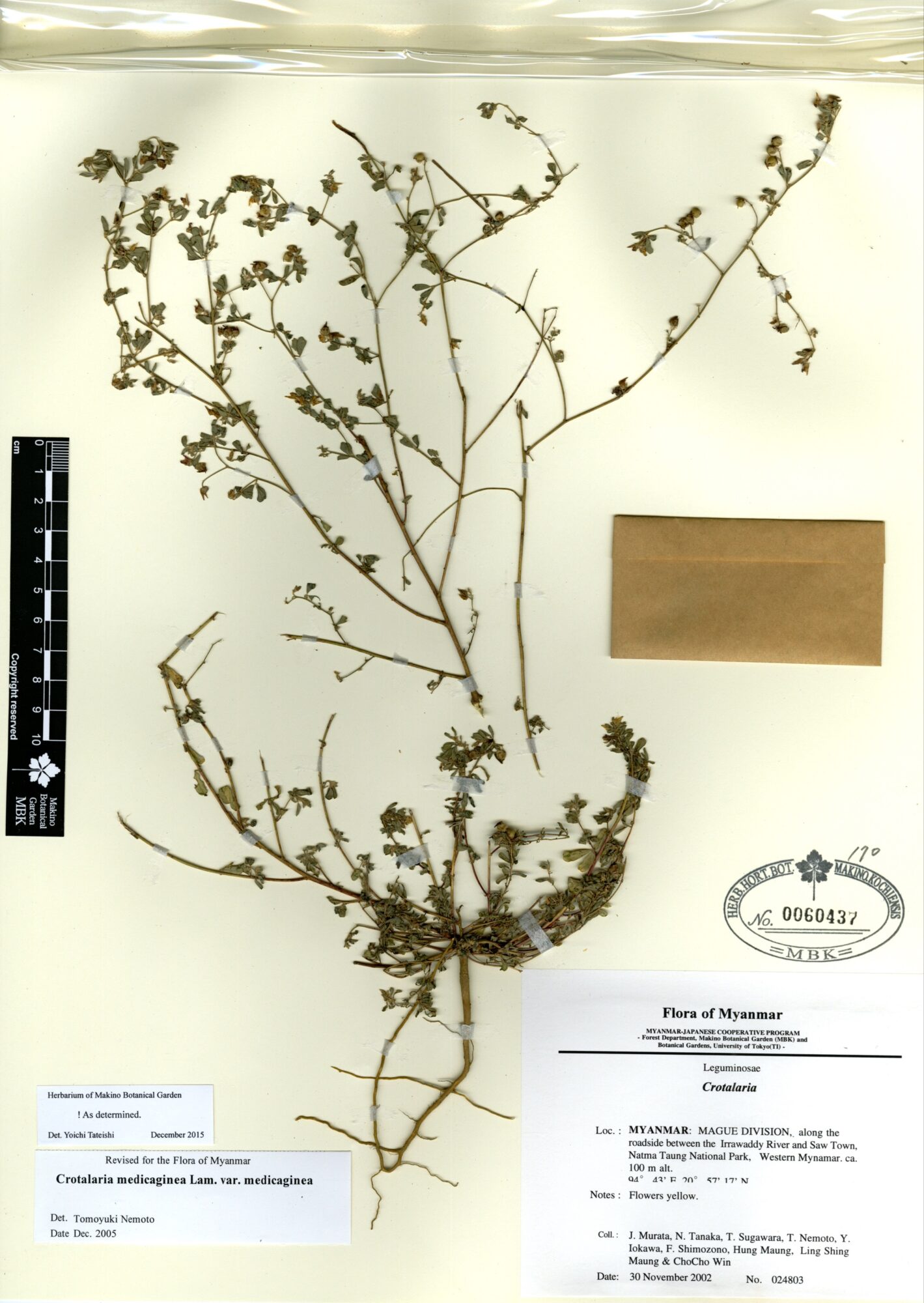 Crotalaria medicaginea Lam. var. medicaginea | Myanmar Vascular Plants ...