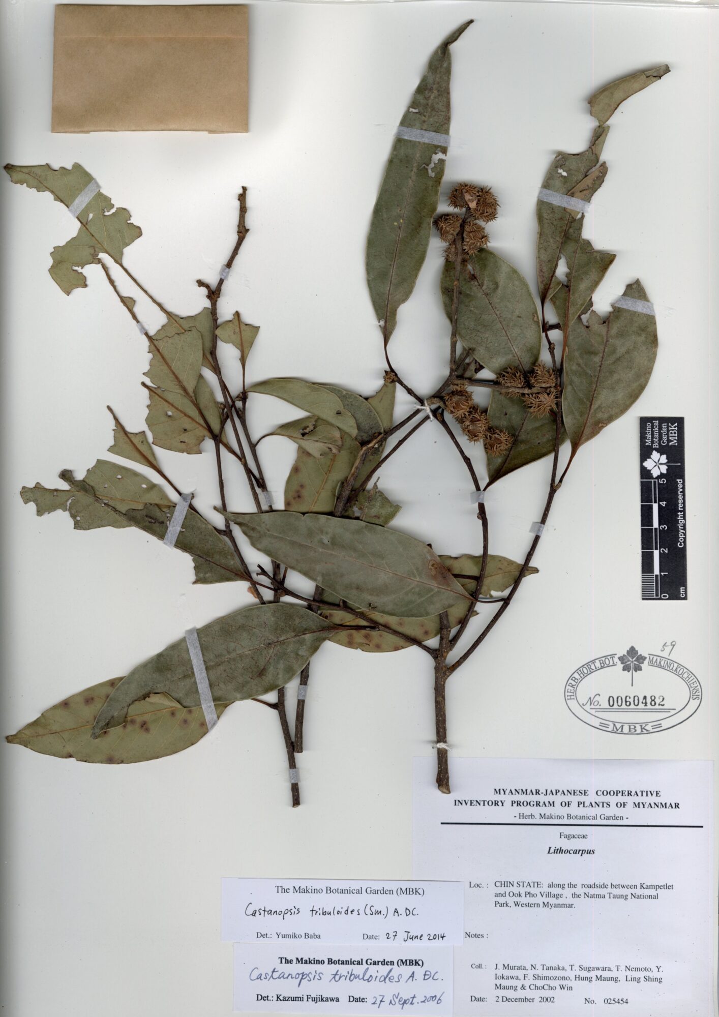 Castanopsis tribuloides (Sm.) A. DC. | Myanmar Vascular Plants Database