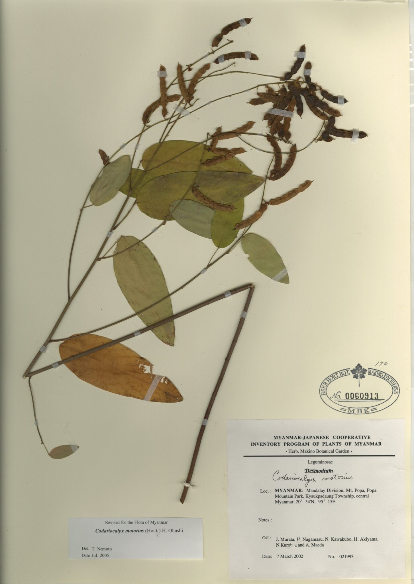 Codariocalyx motorius (Houtt.) H. Ohashi | Myanmar Vascular Plants Database