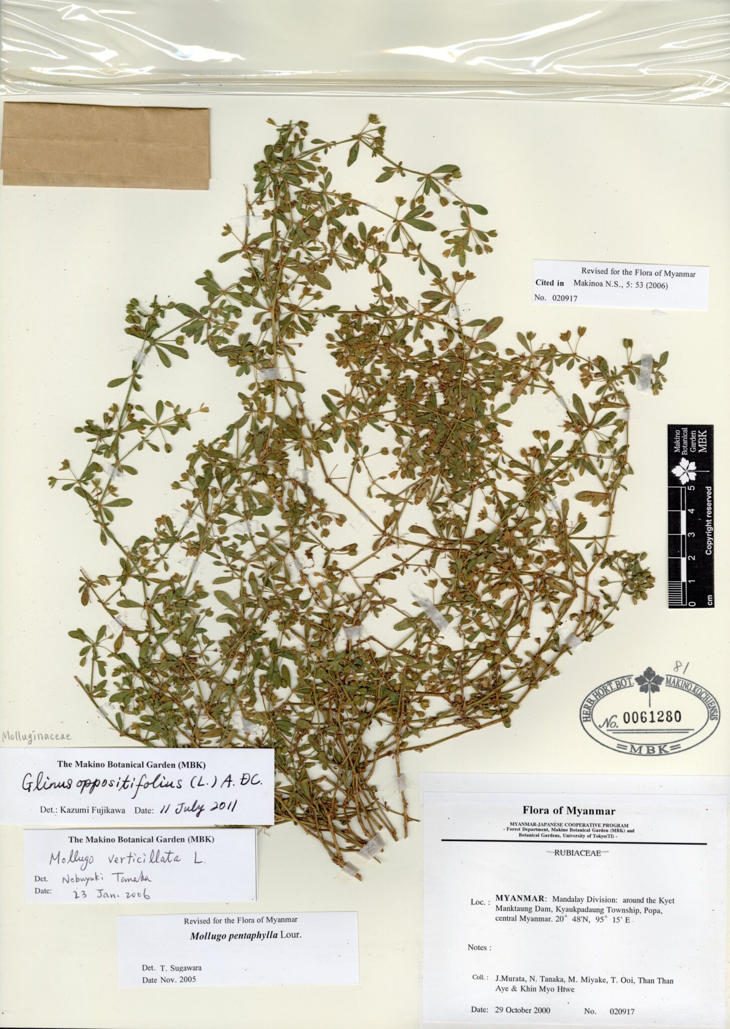 Glinus oppositifolius (L.) A. DC. | Myanmar Vascular Plants Database