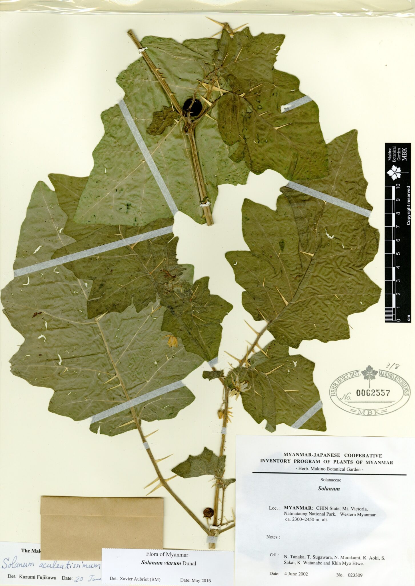 Solanum viarum Dunal | Myanmar Vascular Plants Database