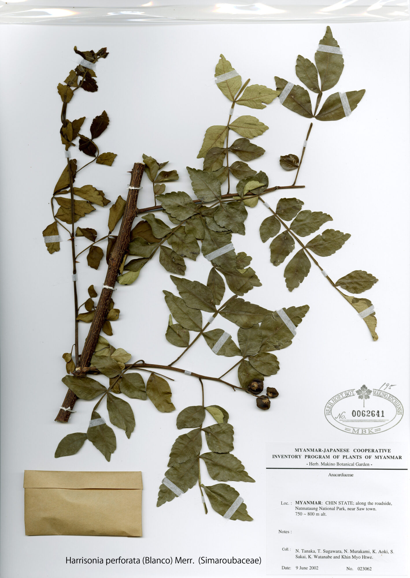 Harrisonia perforata (Blanco) Merr. | Myanmar Vascular Plants Database