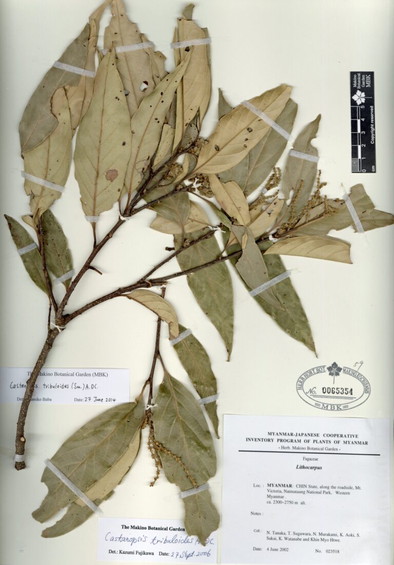 Castanopsis tribuloides (Sm.) A. DC. | Myanmar Vascular Plants Database