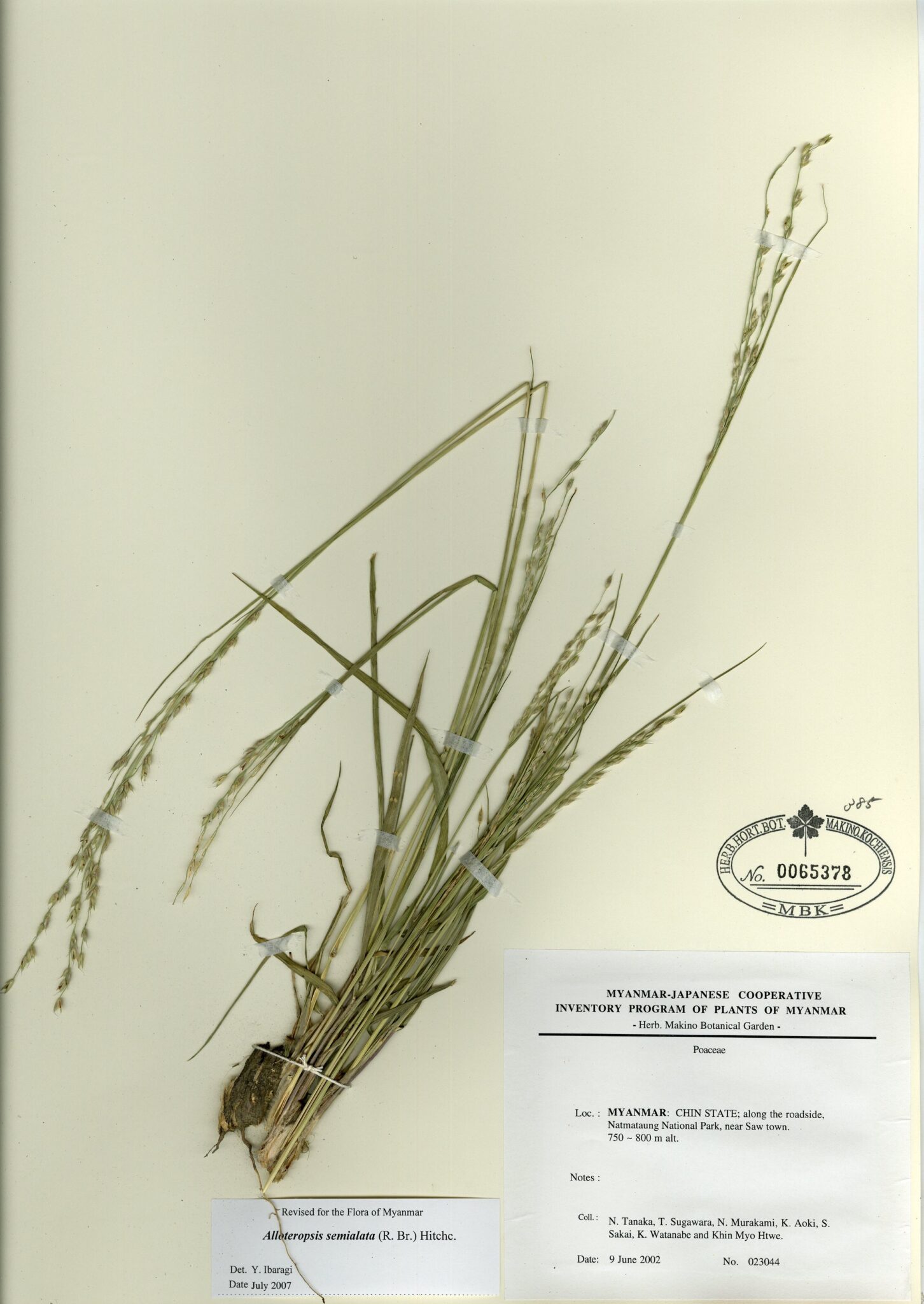 Alloteropsis semialata (R. Br.) Hitchc. | Myanmar Vascular Plants Database