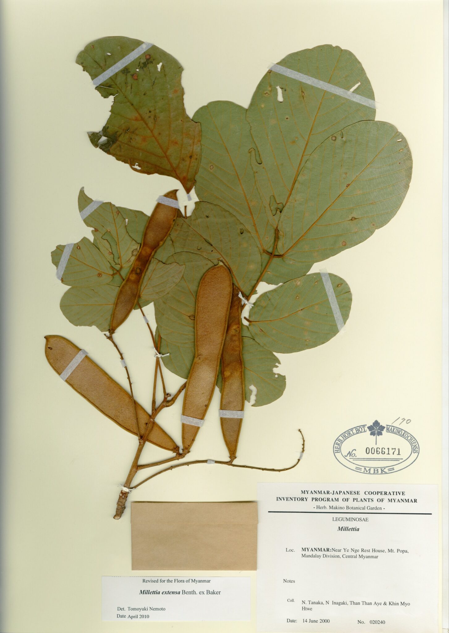 Millettia extensa Benth. ex Baker | Myanmar Vascular Plants Database