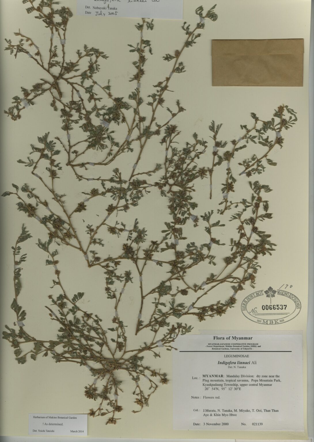 Indigofera linnaei Ali | Myanmar Vascular Plants Database