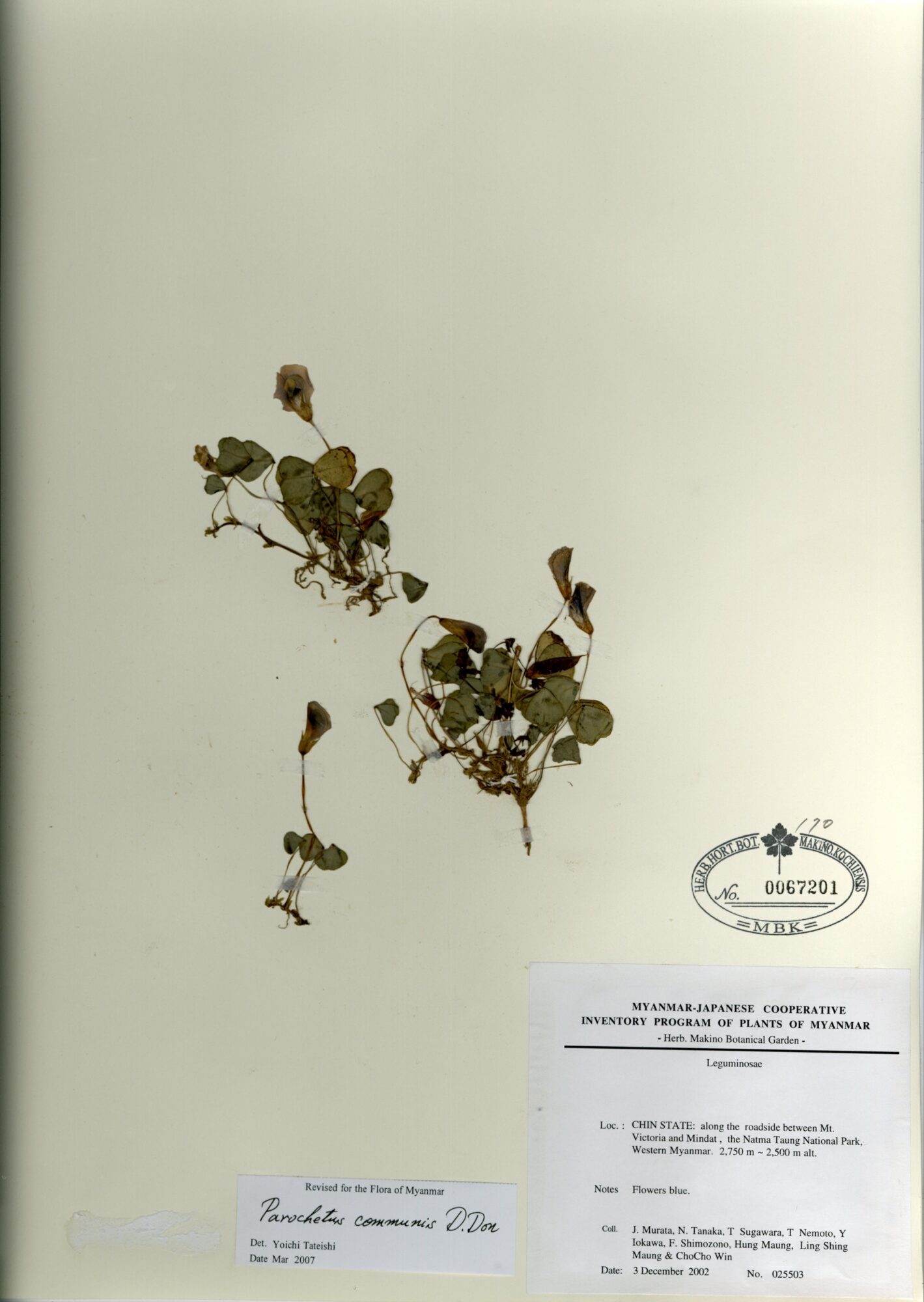 Parochetus communis Buch.-Ham. ex D. Don | Myanmar Vascular Plants Database