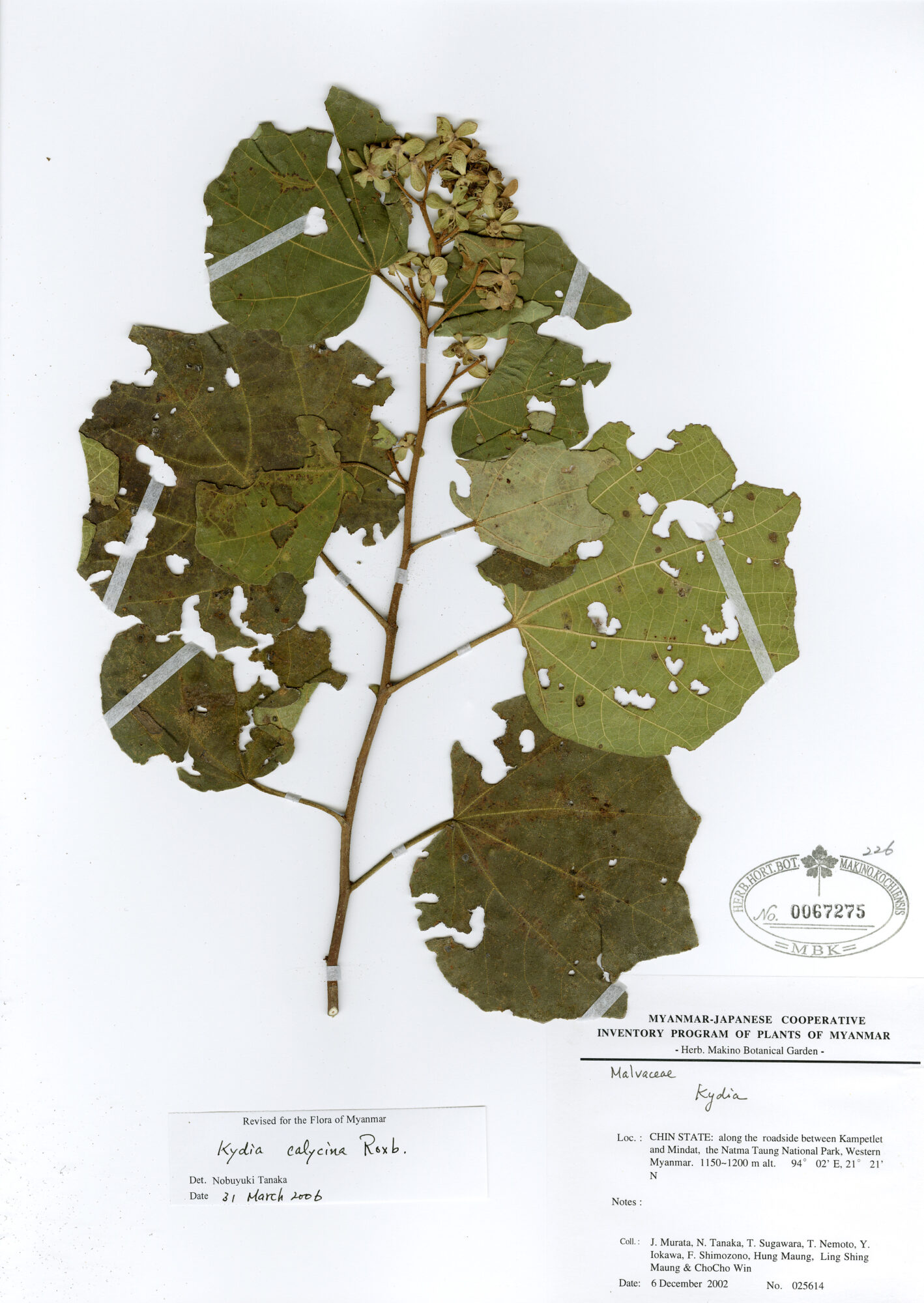 Kydia calycina Roxb. | Myanmar Vascular Plants Database