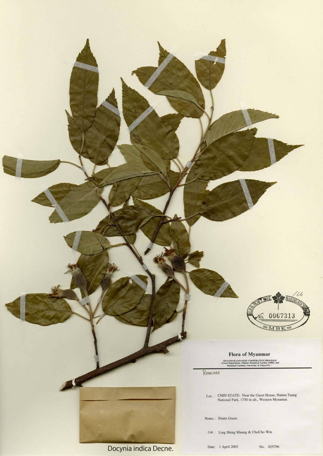 Docynia indica Decne. | Myanmar Vascular Plants Database