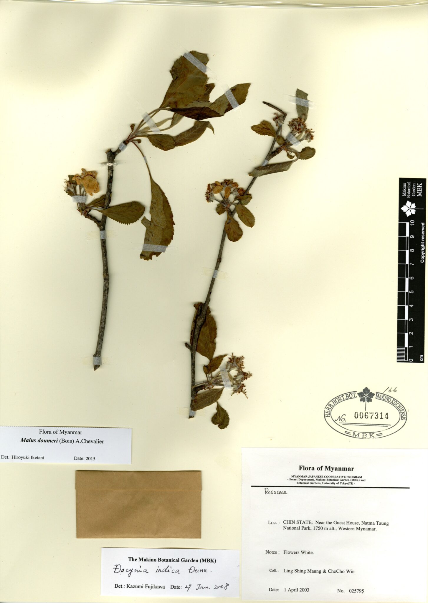 Malus doumeri (Bois) A.Chevalier | Myanmar Vascular Plants Database