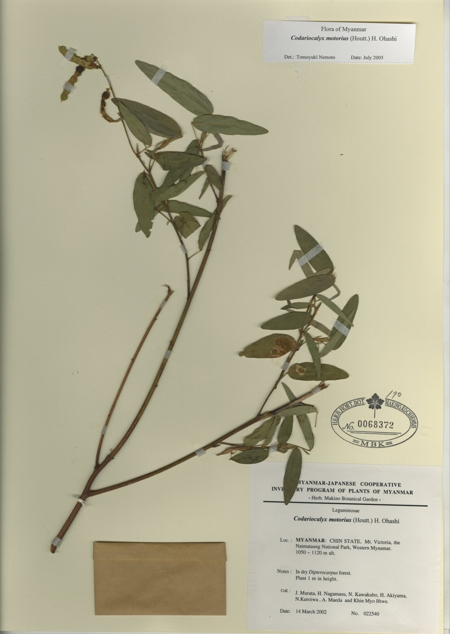 Codariocalyx motorius (Houtt.) H. Ohashi | Myanmar Vascular Plants Database