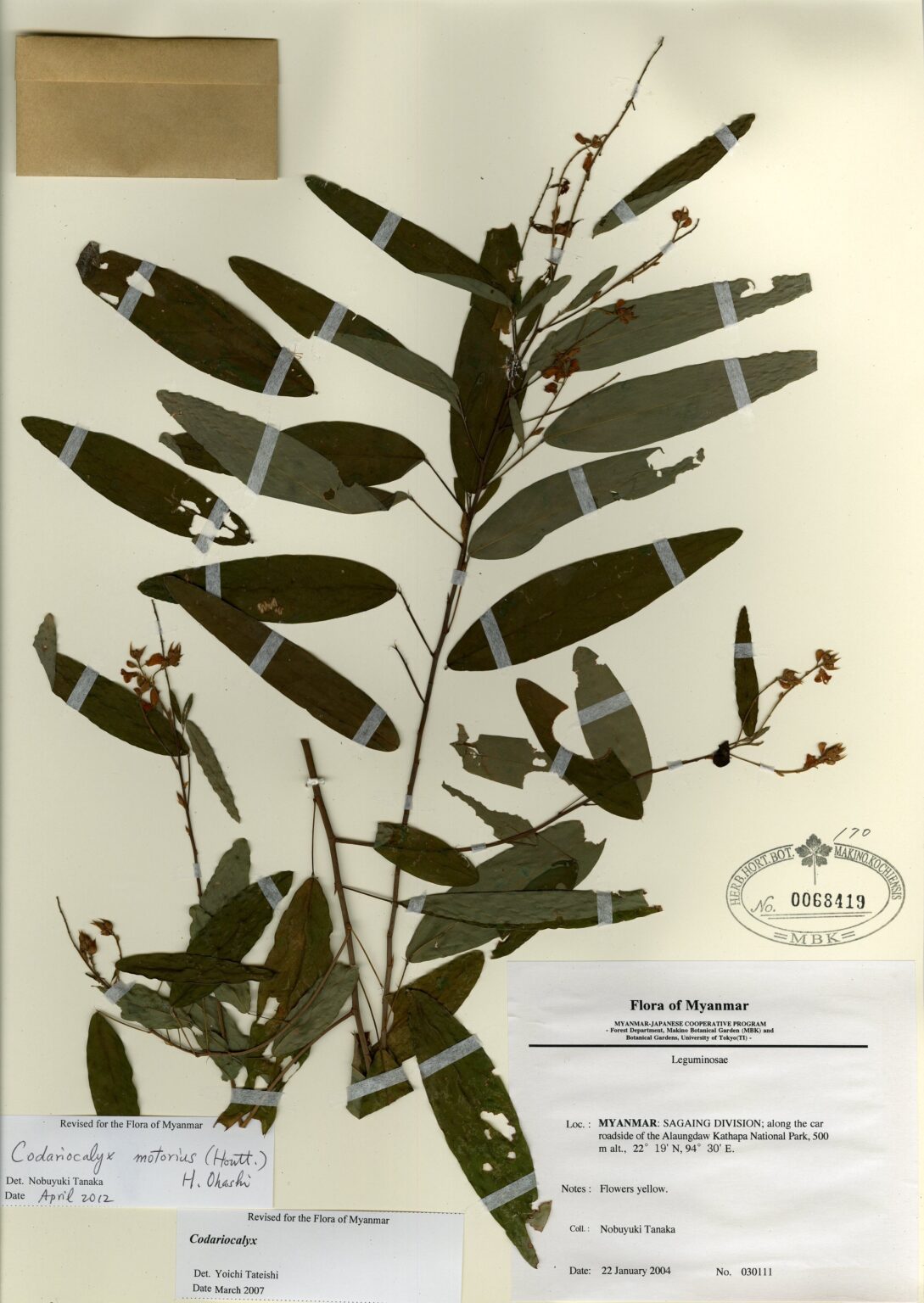 Codariocalyx motorius (Houtt.) H. Ohashi | Myanmar Vascular Plants Database