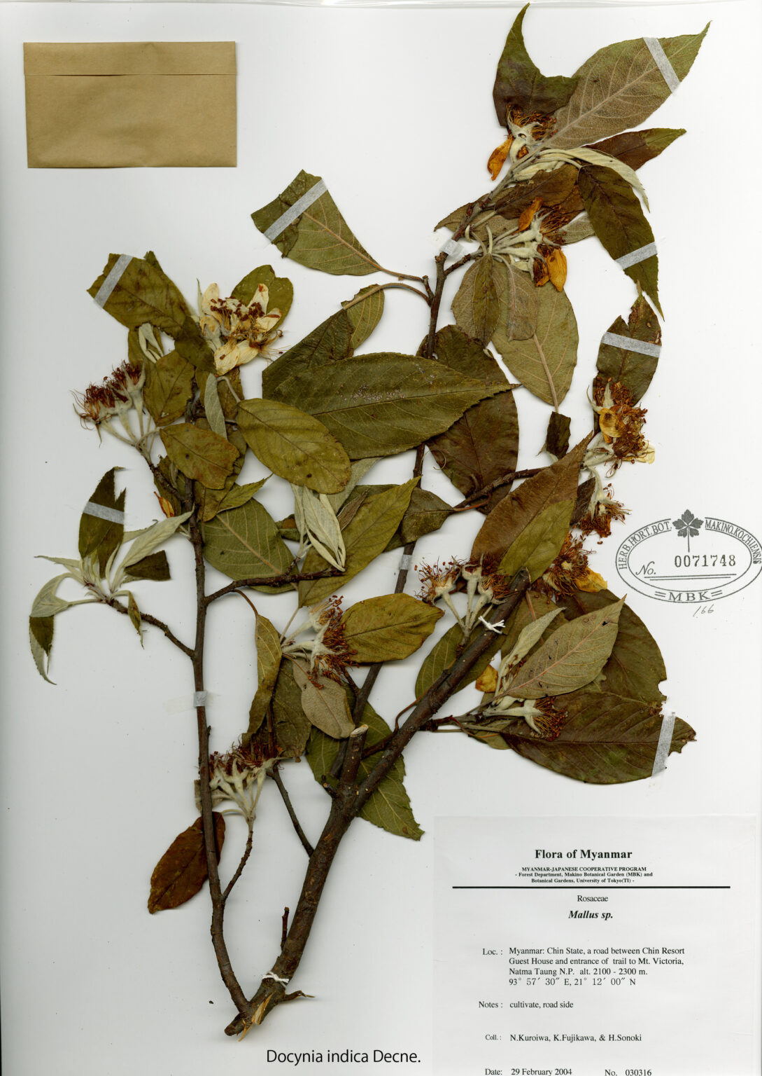 Docynia indica Decne. | Myanmar Vascular Plants Database