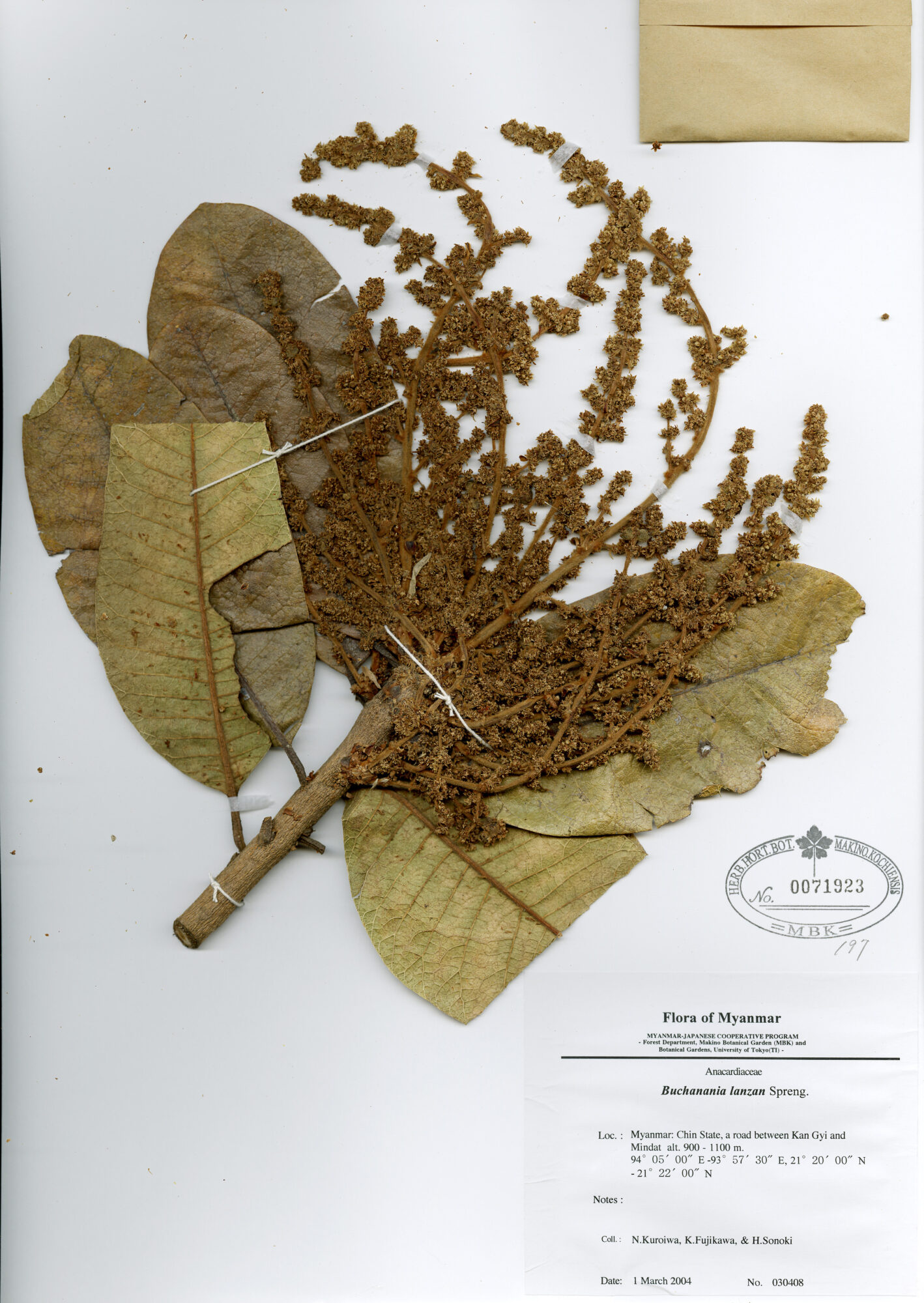 Buchanania lanzan Spreng. | Myanmar Vascular Plants Database