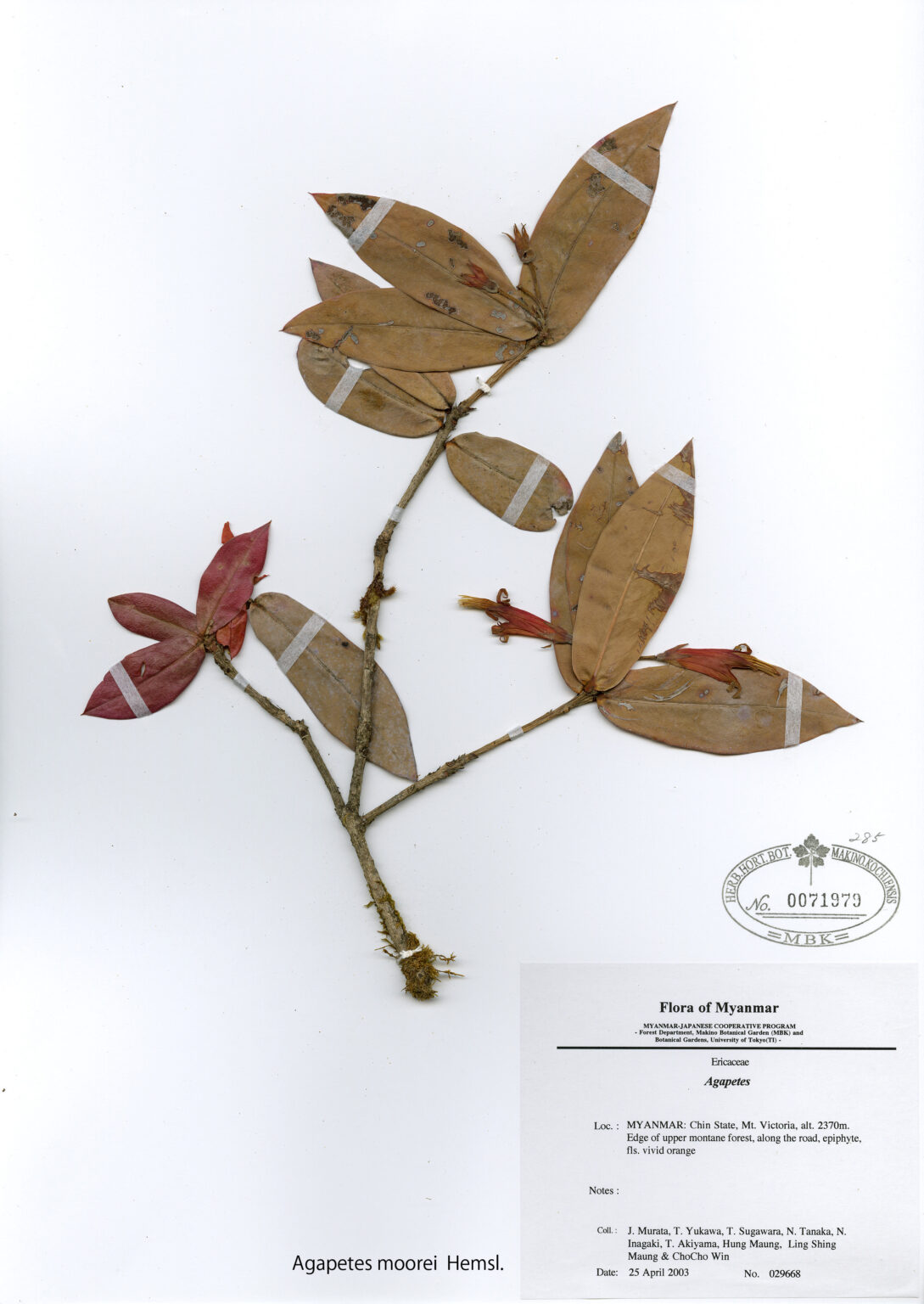 Agapetes moorei Hemsl. | Myanmar Vascular Plants Database